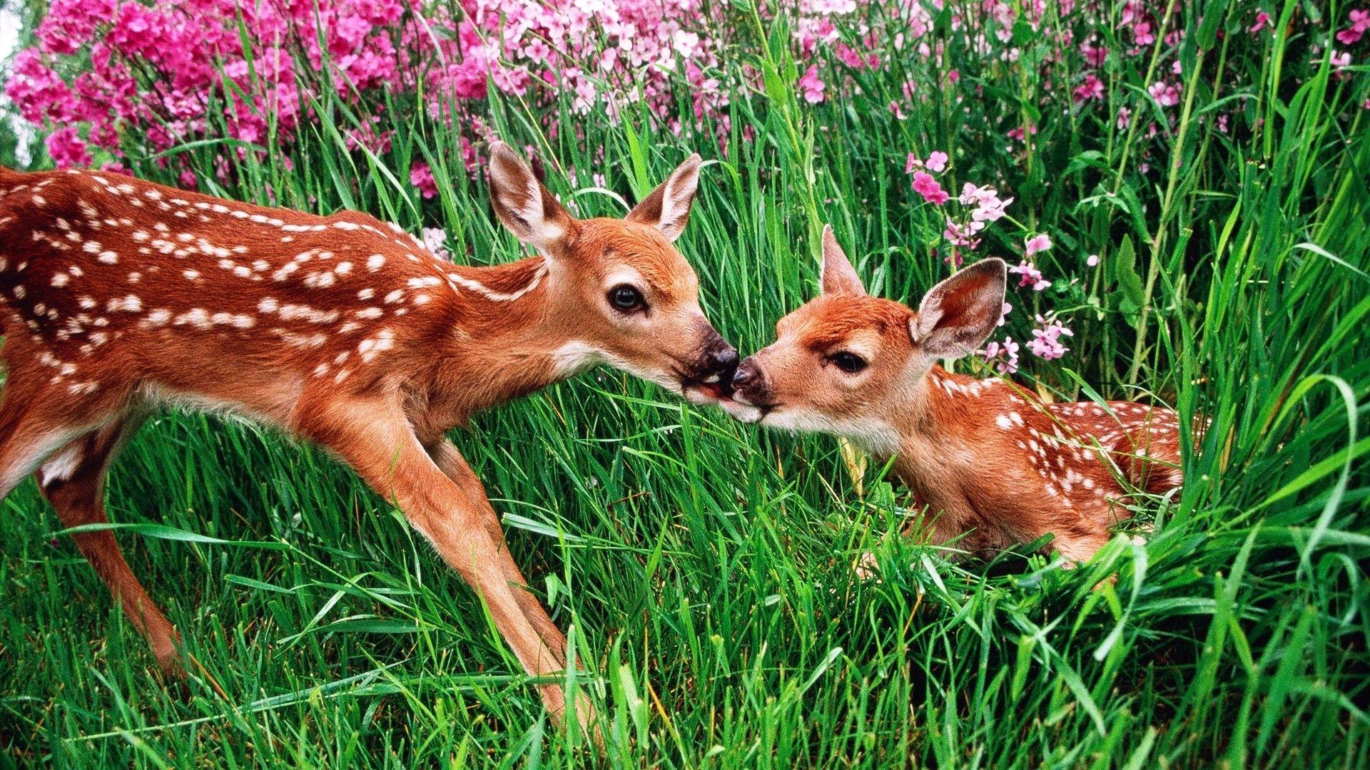 Animal Desktop Wallpapers - Top Free Animal Desktop Backgrounds ...