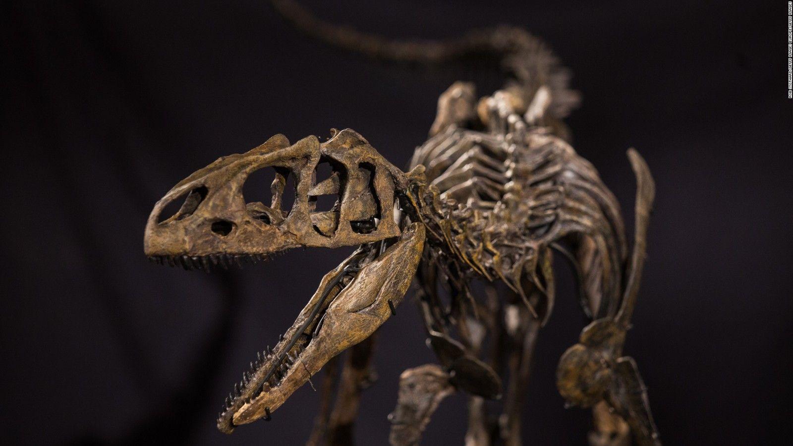 Dinosaur Skeleton Wallpapers - Top Free Dinosaur Skeleton Backgrounds - WallpaperAccess