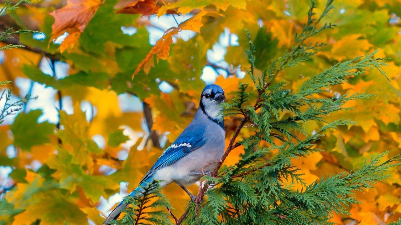Autumn Birds Wallpapers - Top Free Autumn Birds Backgrounds ...