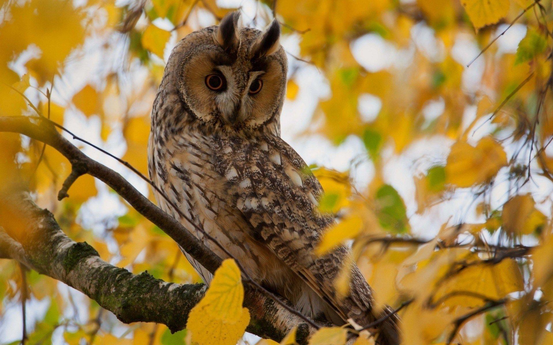 Autumn Birds Wallpapers - Top Free Autumn Birds Backgrounds ...