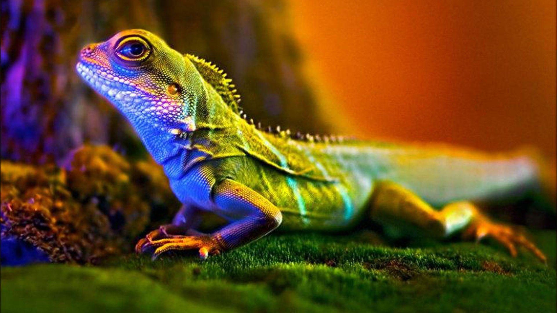 Cool Lizard Wallpapers - Top Free Cool Lizard Backgrounds - WallpaperAccess