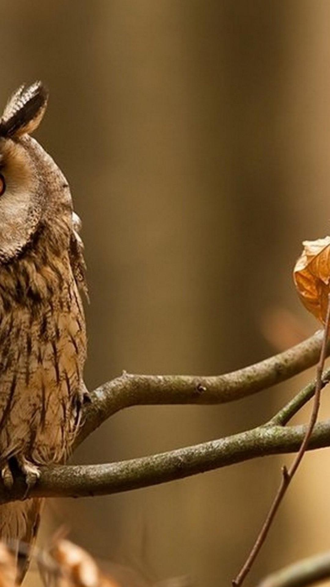 Autumn Birds Wallpapers - Top Free Autumn Birds Backgrounds ...