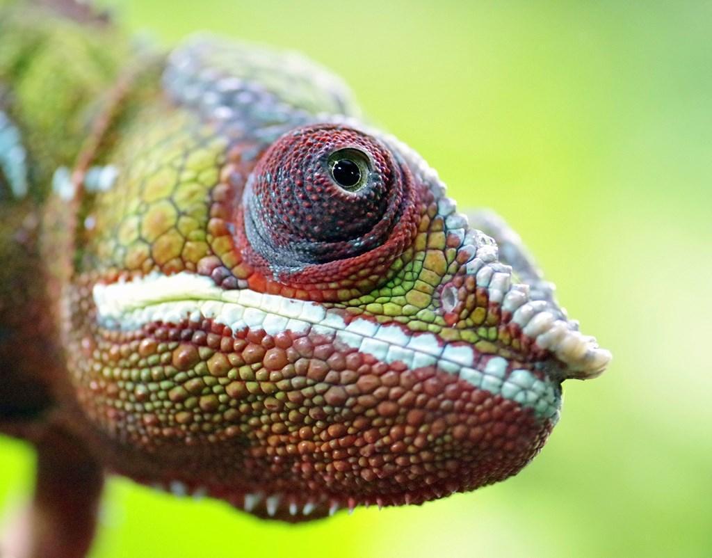 Cool Lizard Wallpapers - Top Free Cool Lizard Backgrounds - WallpaperAccess