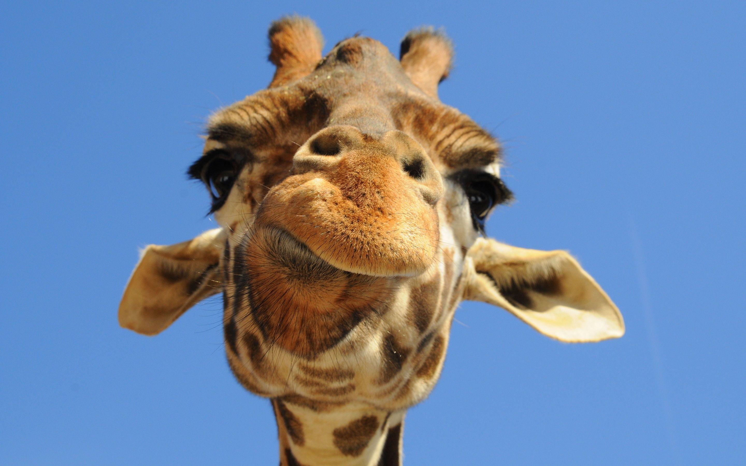 Cute Giraffe Wallpapers - Top Free Cute Giraffe Backgrounds ...