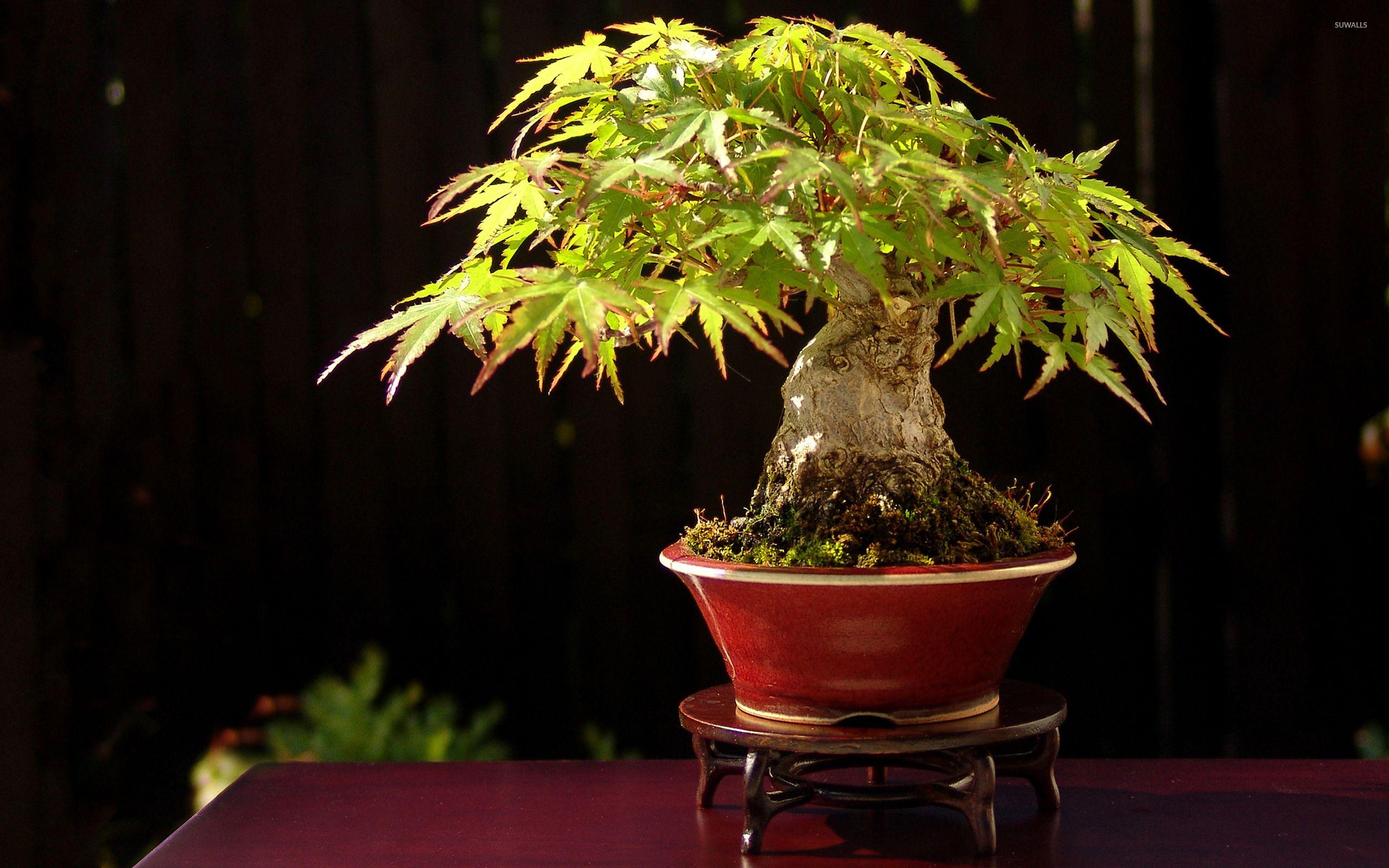 Bonsai Wallpapers - Top Free Bonsai Backgrounds - WallpaperAccess