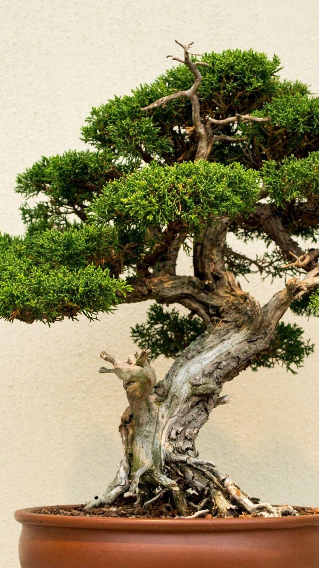 Bonsai Wallpapers - Top Free Bonsai Backgrounds - WallpaperAccess
