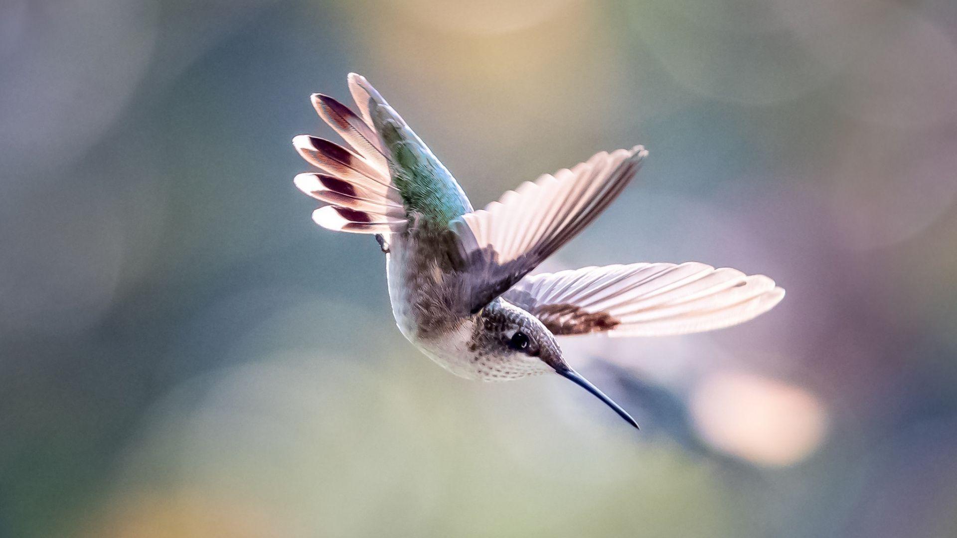 Cute Hummingbird Wallpapers - Top Free Cute Hummingbird Backgrounds ...