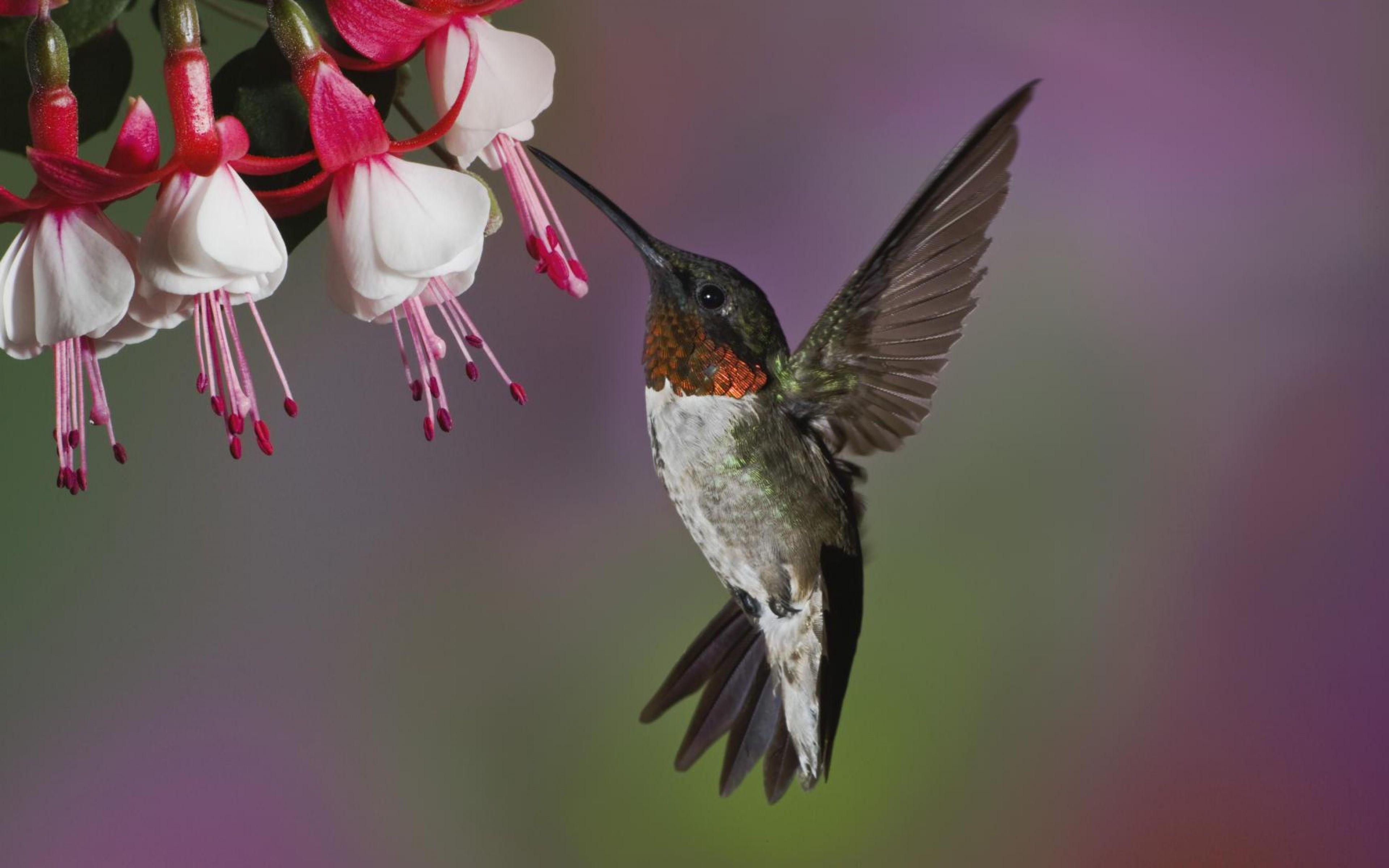 Cute Hummingbird Wallpapers - Top Free Cute Hummingbird Backgrounds ...