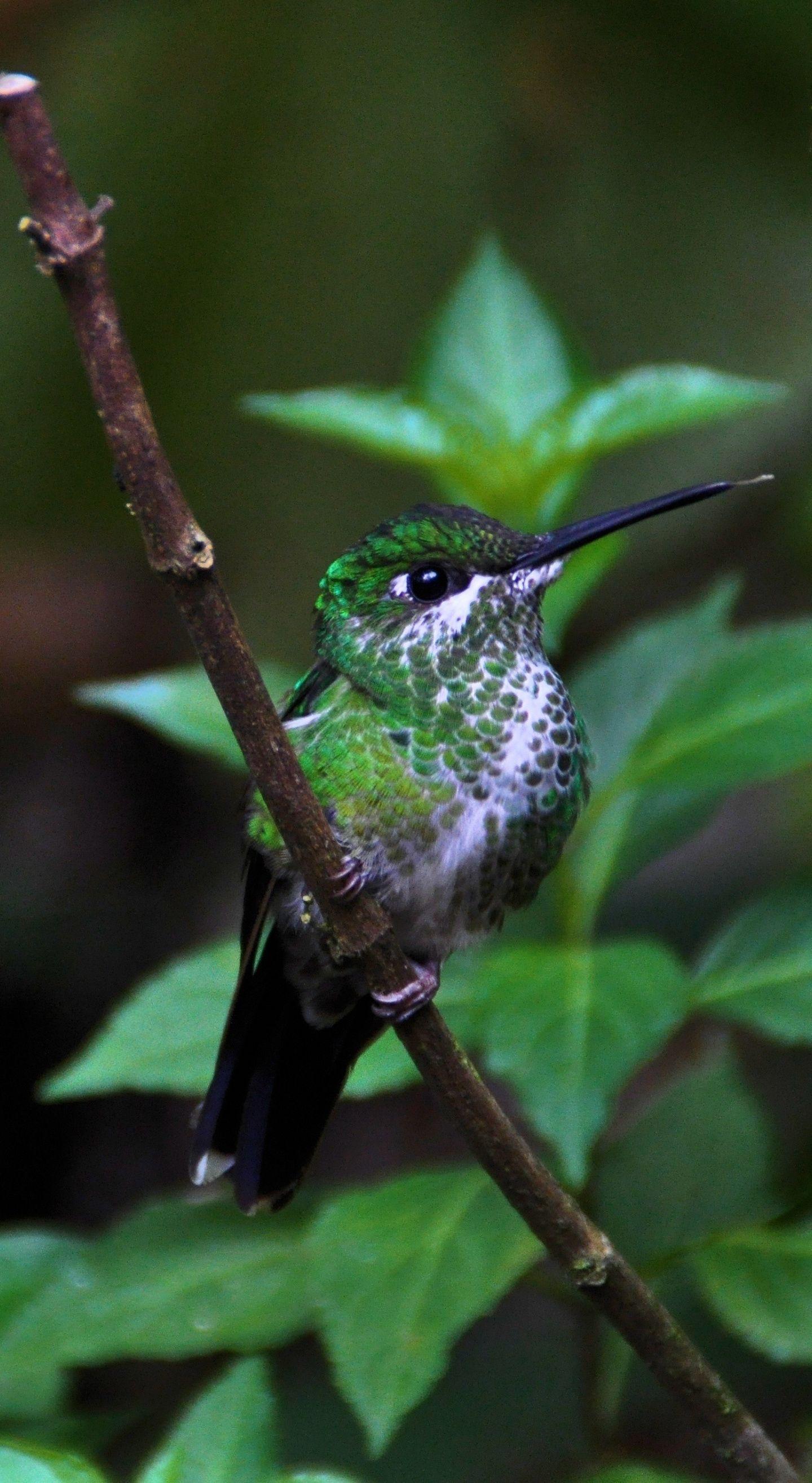 Cute Hummingbird Wallpapers - Top Free Cute Hummingbird Backgrounds ...