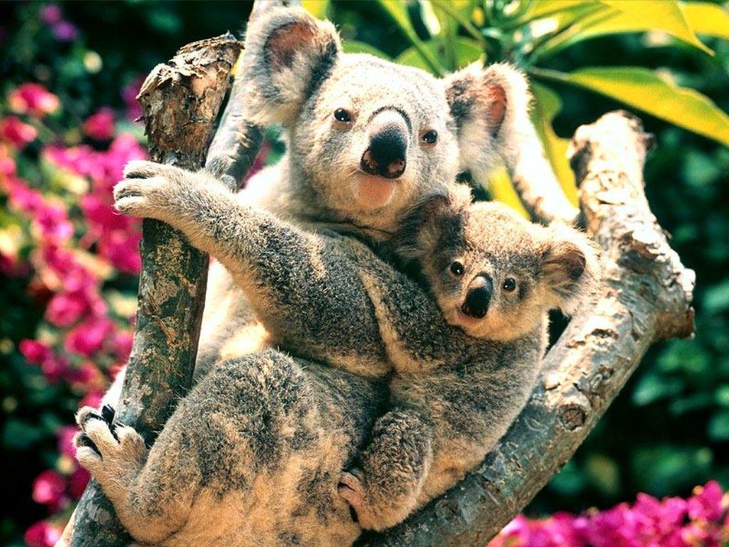 Koala HD Wallpapers - Top Free Koala HD Backgrounds - WallpaperAccess