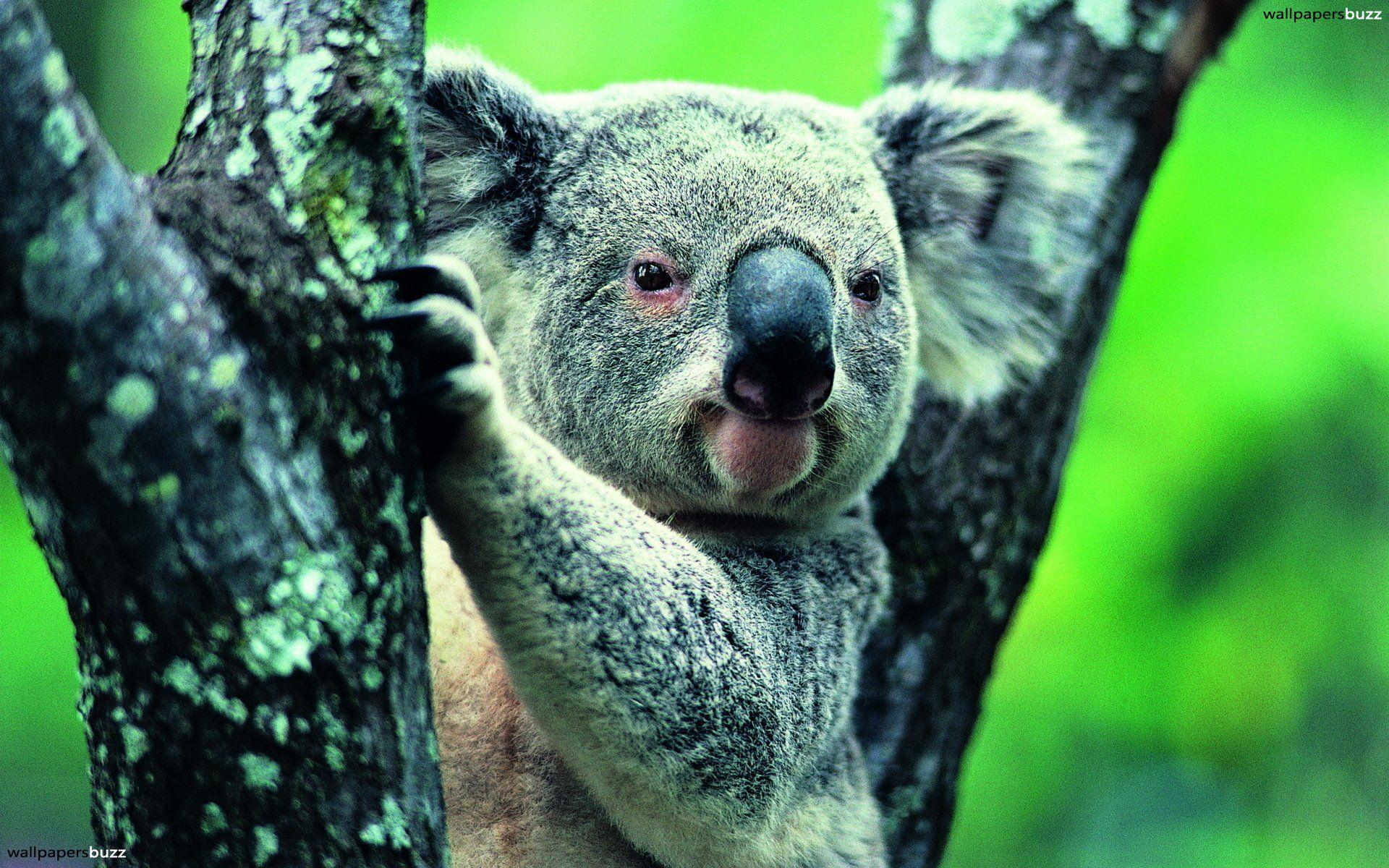 Cute Koala Wallpapers - Top Free Cute Koala Backgrounds - WallpaperAccess