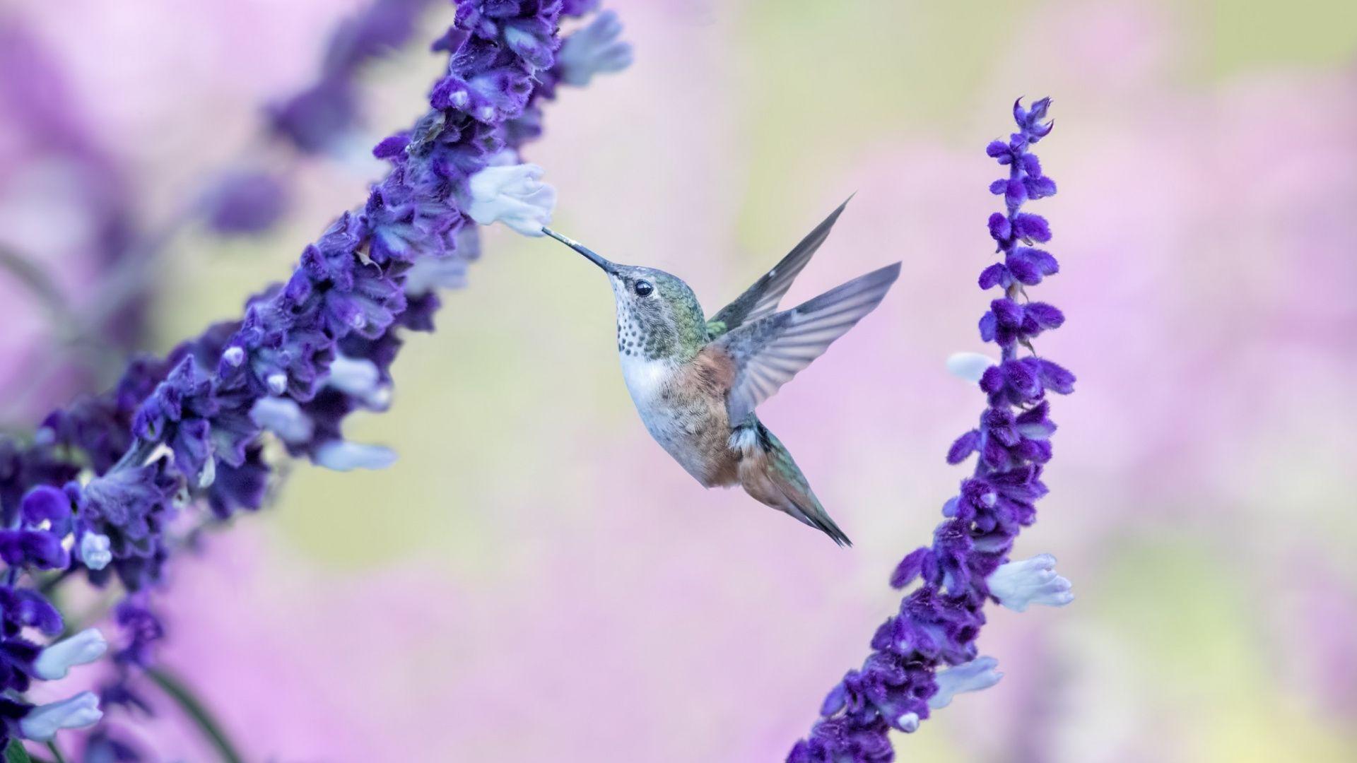 Cute Hummingbird Wallpapers - Top Free Cute Hummingbird Backgrounds ...