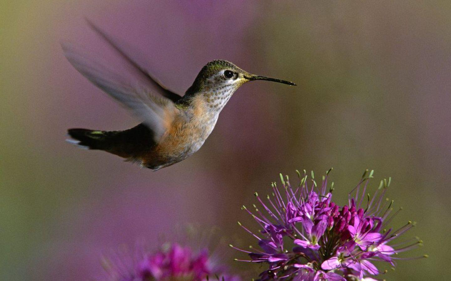 Cute Hummingbird Wallpapers - Top Free Cute Hummingbird Backgrounds ...