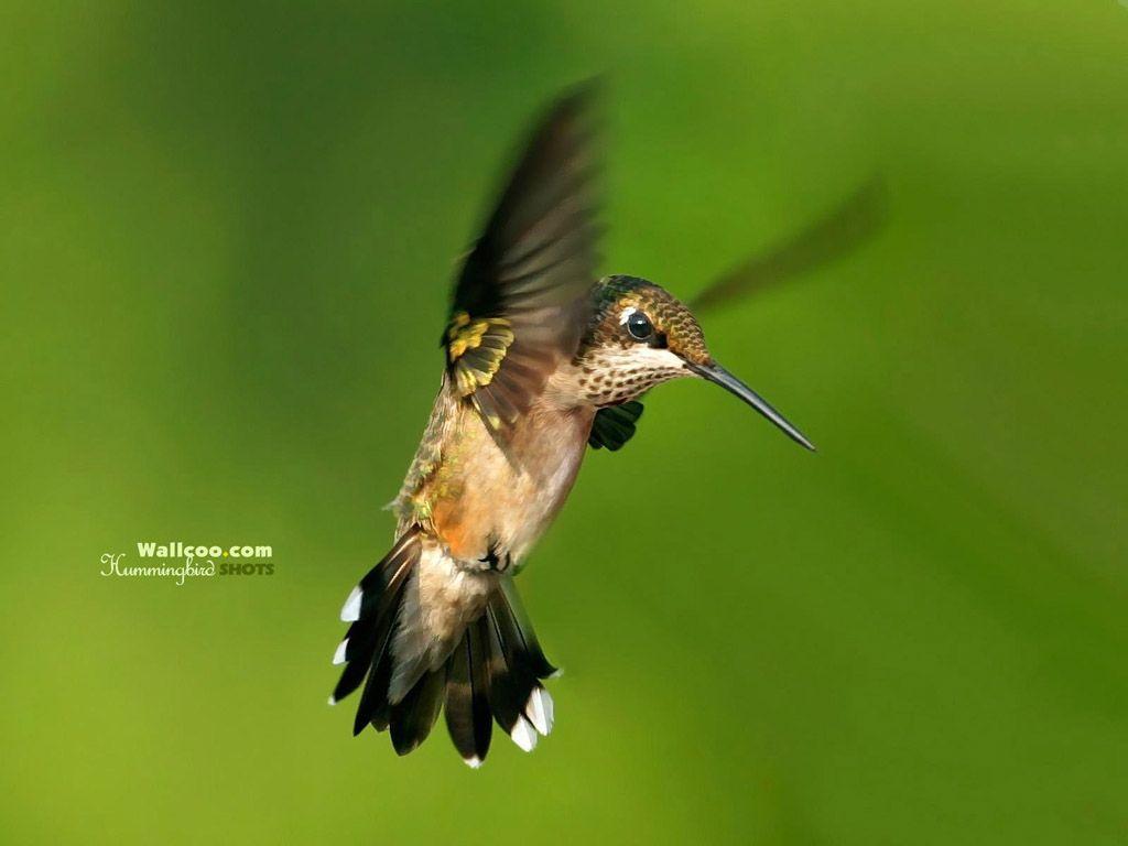 Cute Hummingbird Wallpapers - Top Free Cute Hummingbird Backgrounds ...