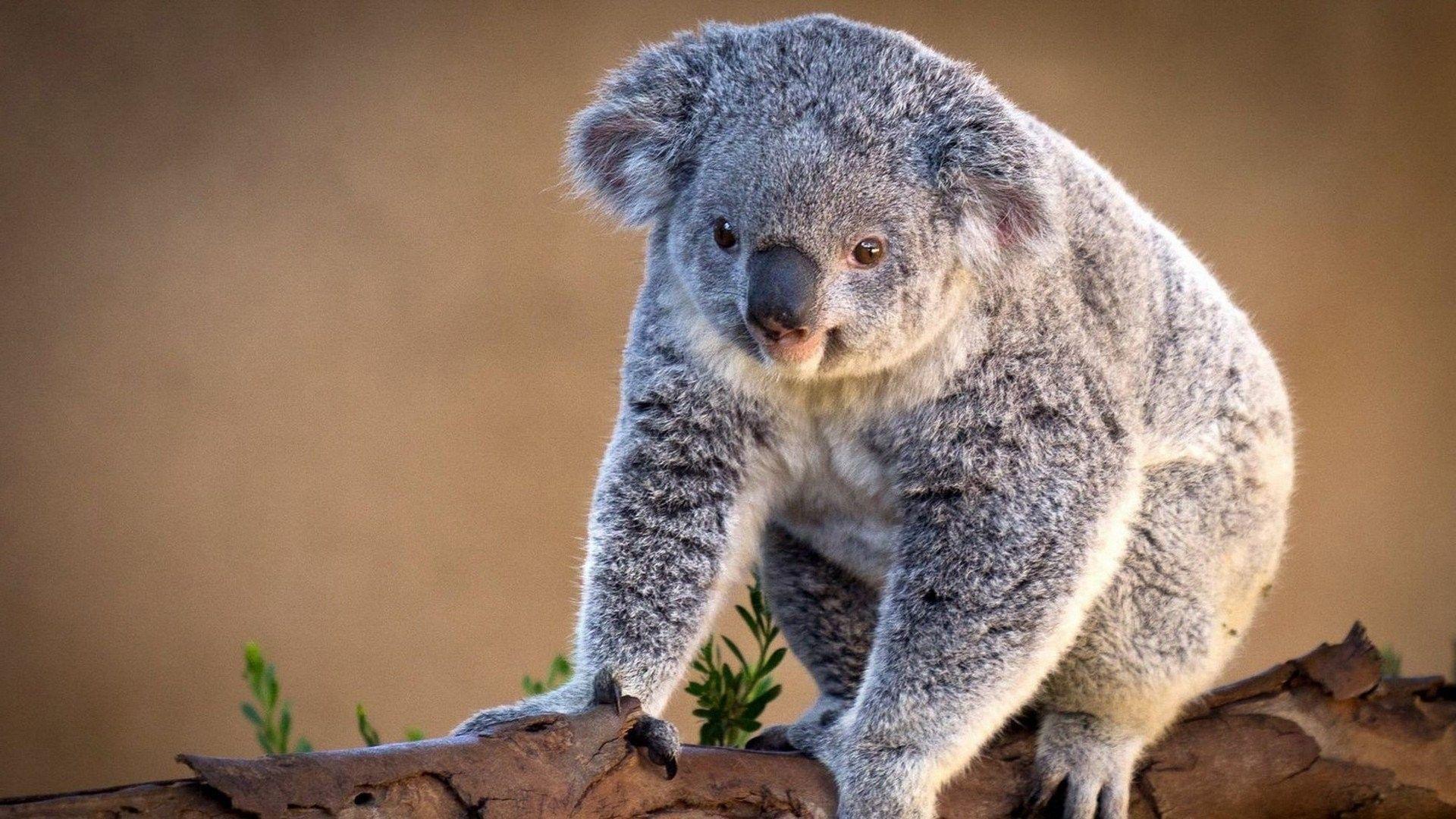 Cute Koala Wallpapers - Top Free Cute Koala Backgrounds - WallpaperAccess