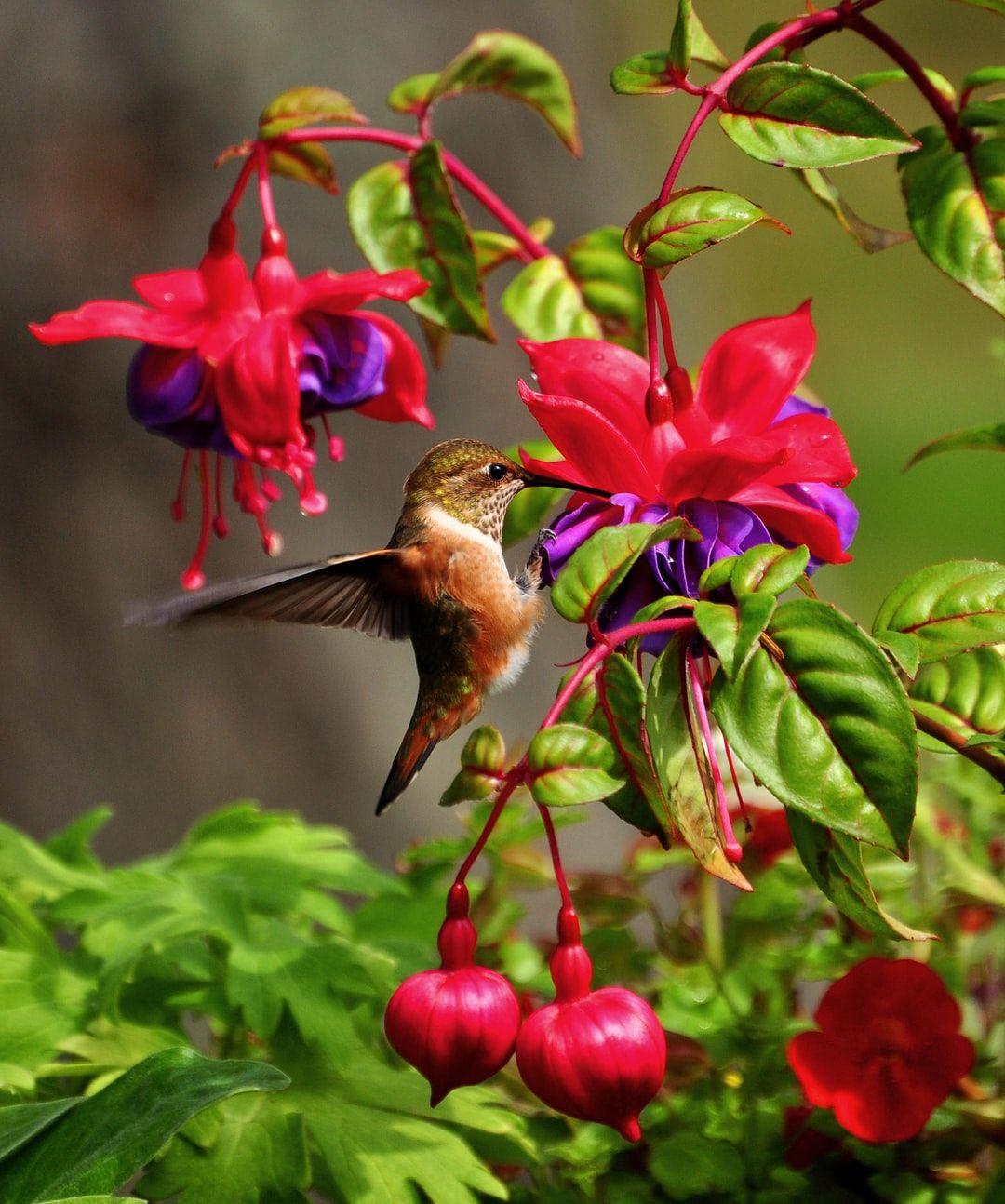 Cute Hummingbird Wallpapers - Top Free Cute Hummingbird Backgrounds ...