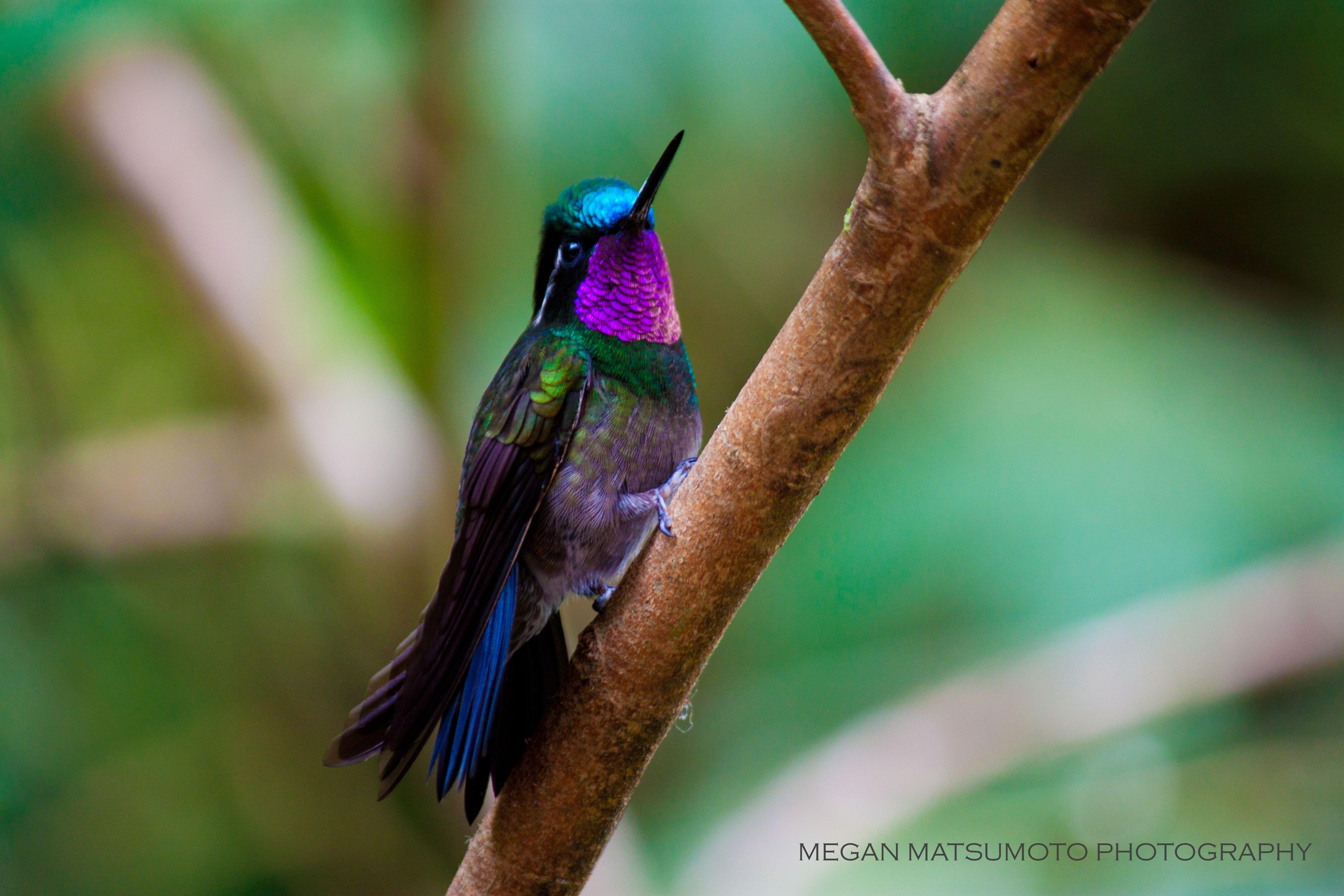 Trochilidae Wallpapers - Top Free Trochilidae Backgrounds - WallpaperAccess