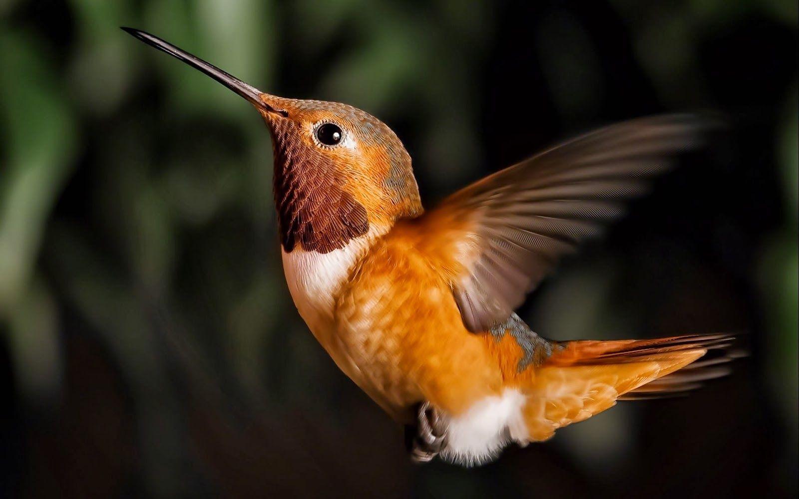 Cute Hummingbird Wallpapers - Top Free Cute Hummingbird Backgrounds ...