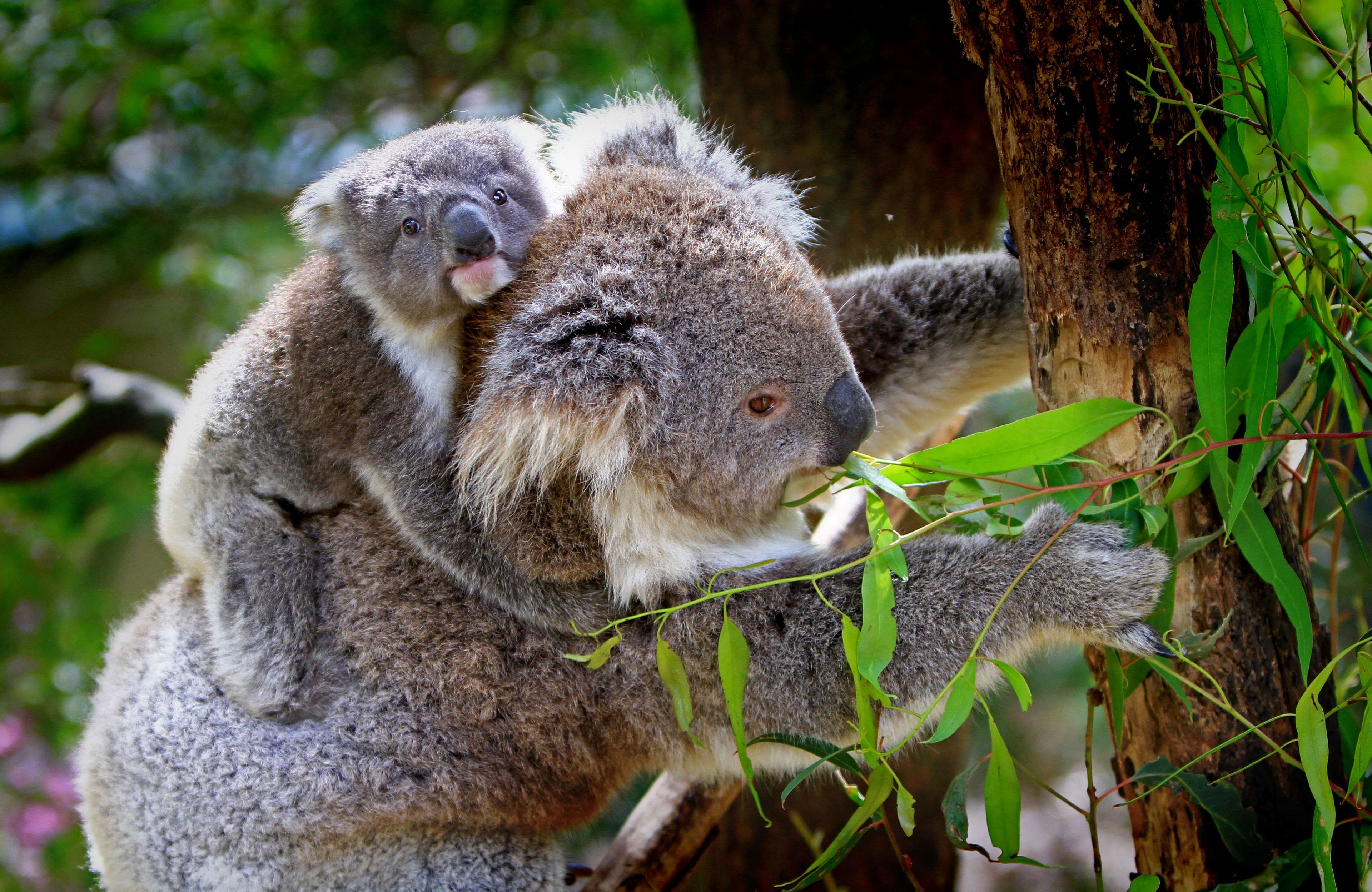 Cute Koala Wallpapers - Top Free Cute Koala Backgrounds - WallpaperAccess