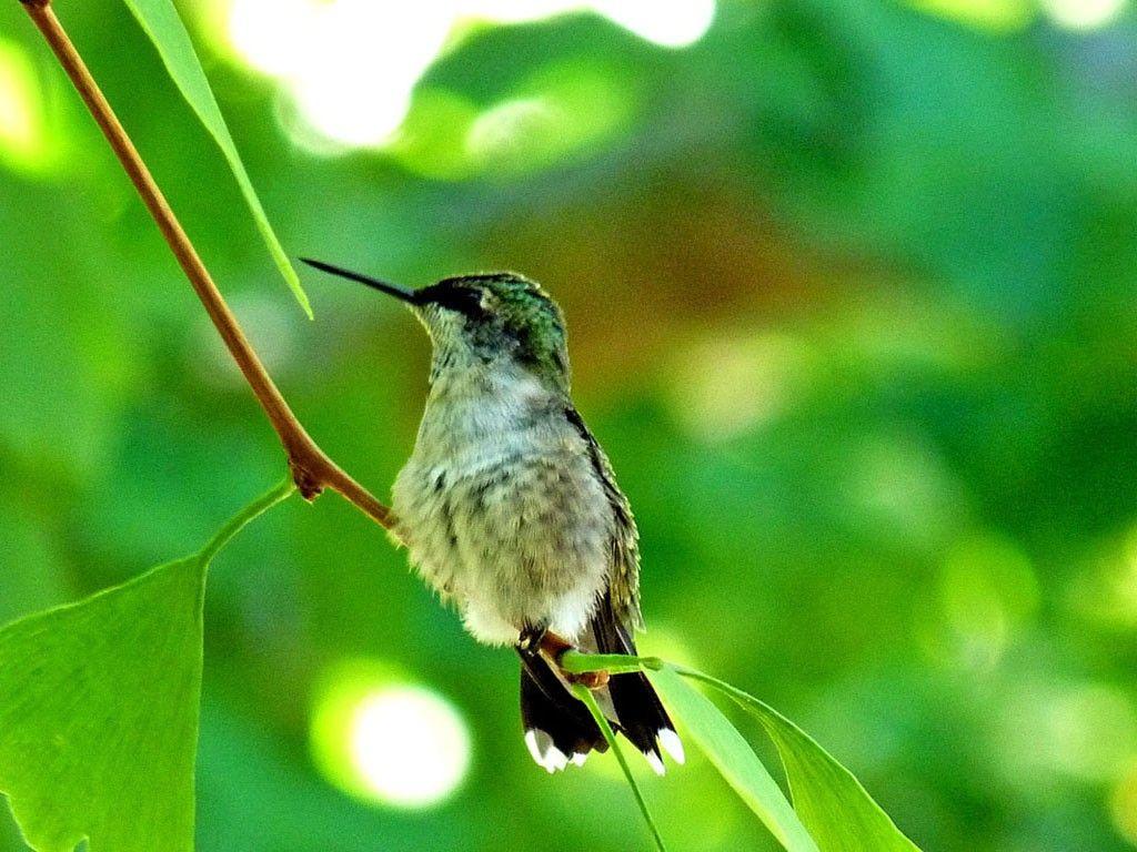 Cute Hummingbird Wallpapers - Top Free Cute Hummingbird Backgrounds ...