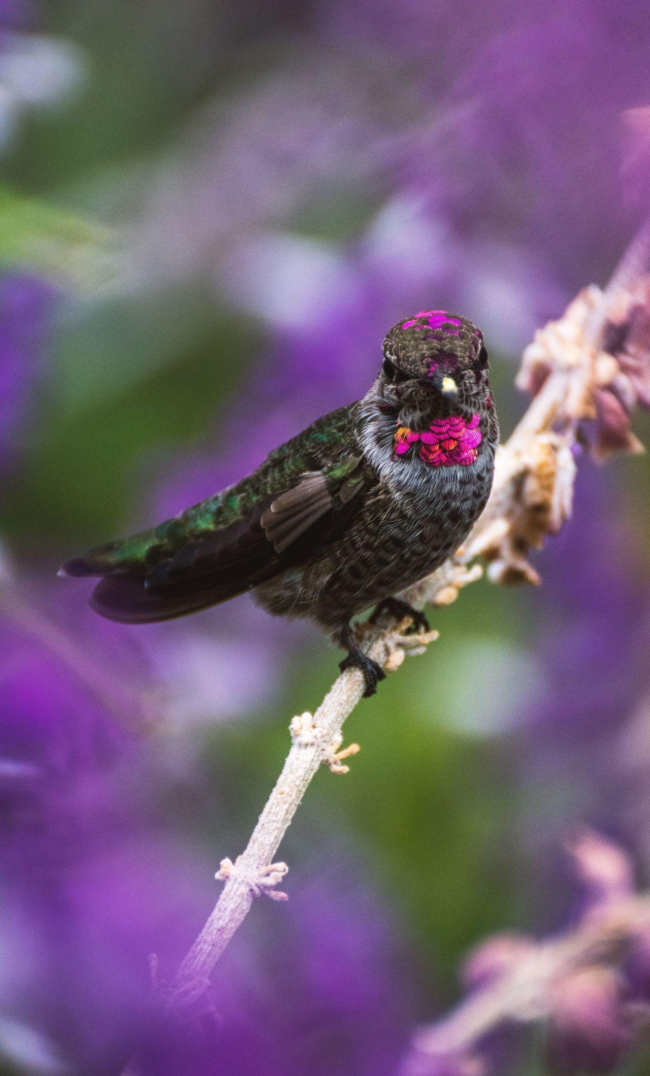 Cute Hummingbird Wallpapers - Top Free Cute Hummingbird Backgrounds ...