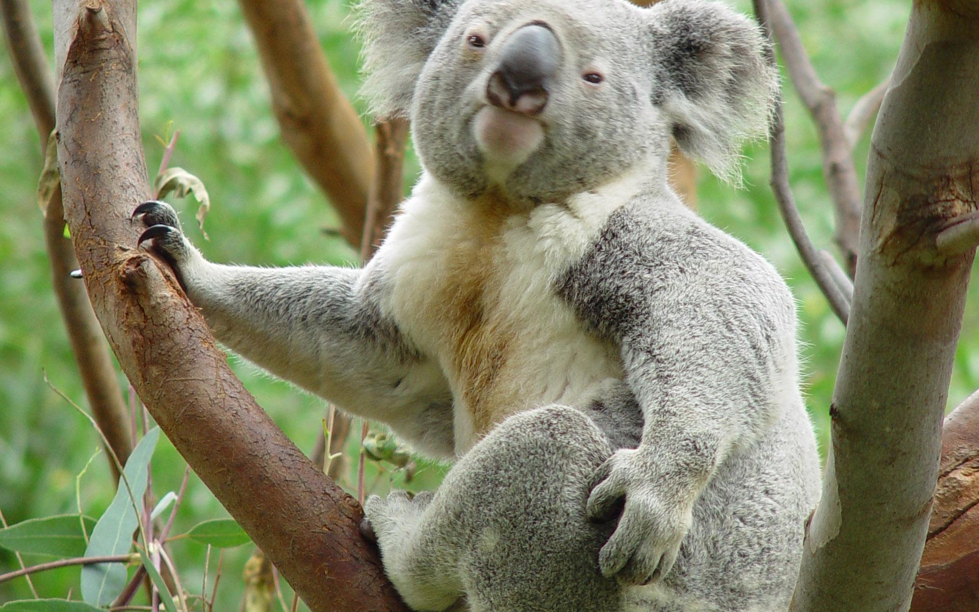 Cute Koala Wallpapers - Top Free Cute Koala Backgrounds - WallpaperAccess