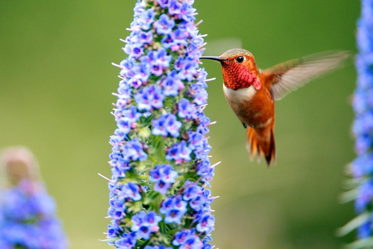 Cute Hummingbird Wallpapers - Top Free Cute Hummingbird Backgrounds ...