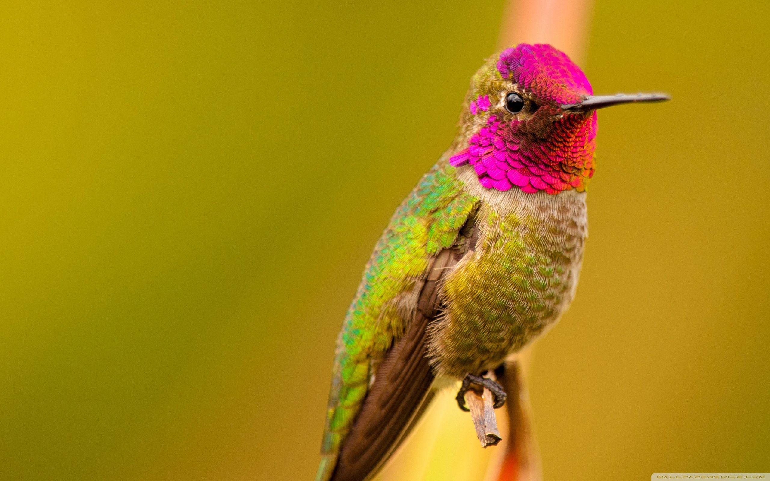 4K Hummingbird Wallpapers - Top Free 4K Hummingbird Backgrounds ...