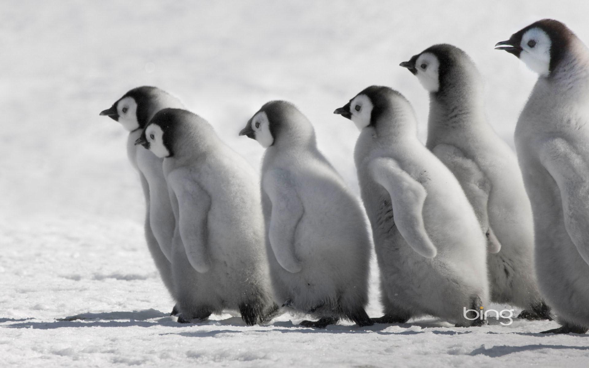 Winter Penguin Wallpapers - Top Free Winter Penguin Backgrounds ...