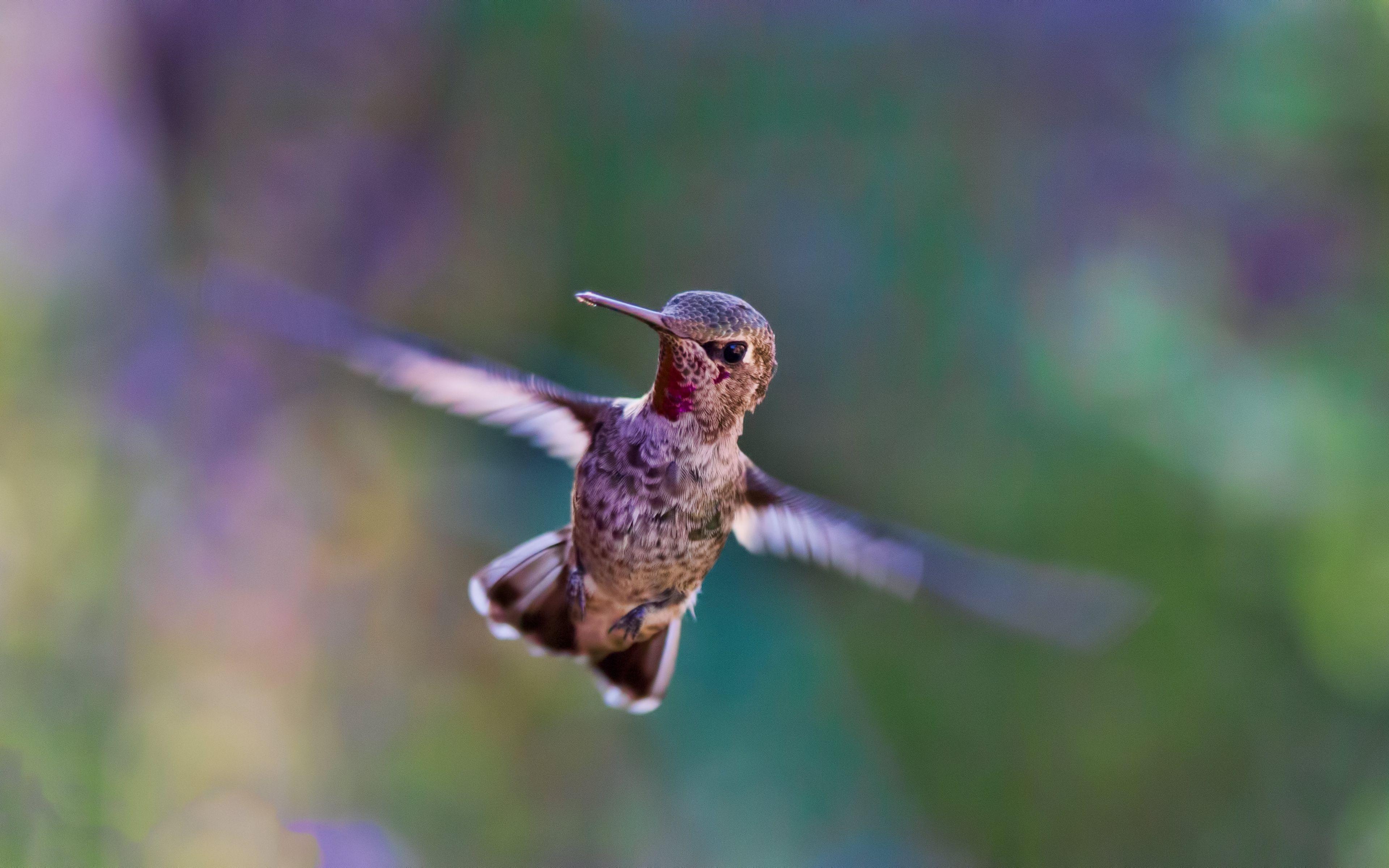 Cute Hummingbird Wallpapers - Top Free Cute Hummingbird Backgrounds ...