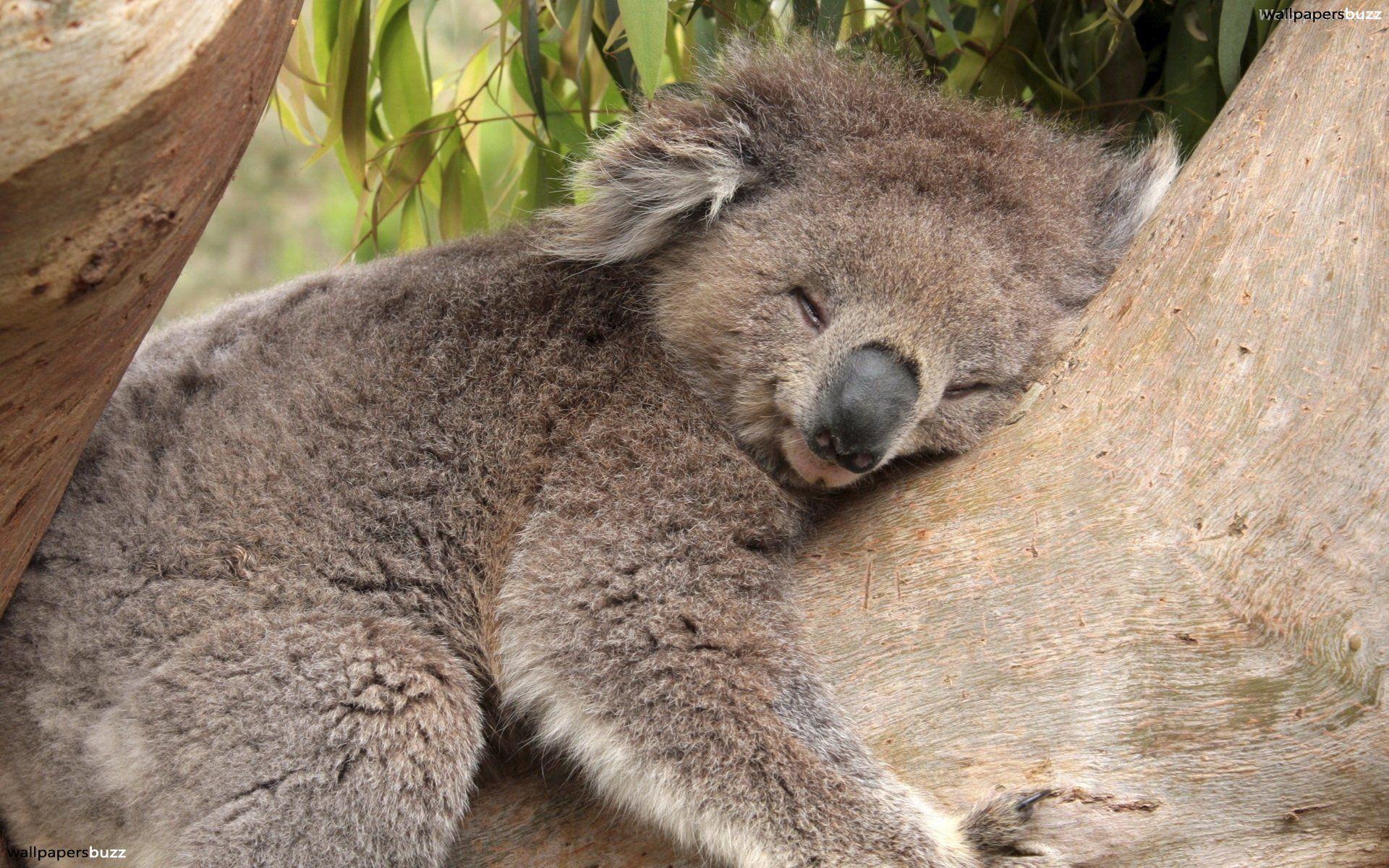 Cute Koala Wallpapers - Top Free Cute Koala Backgrounds - WallpaperAccess