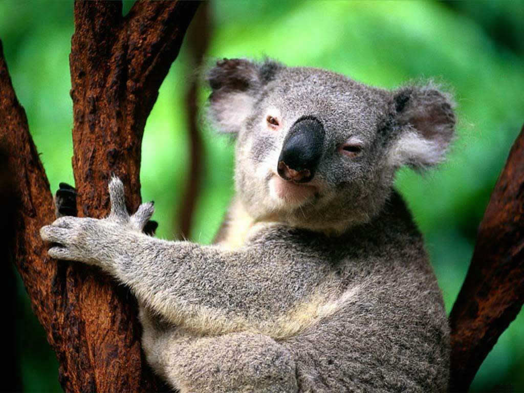 Cute Koala Wallpapers - Top Free Cute Koala Backgrounds - WallpaperAccess