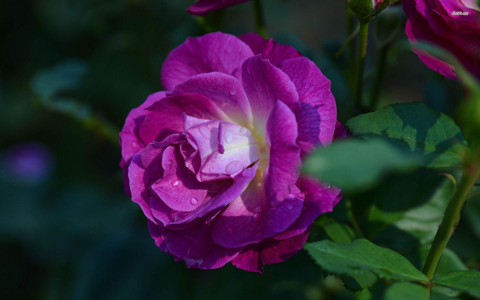 Purple Rose Wallpapers - Top Free Purple Rose Backgrounds - WallpaperAccess