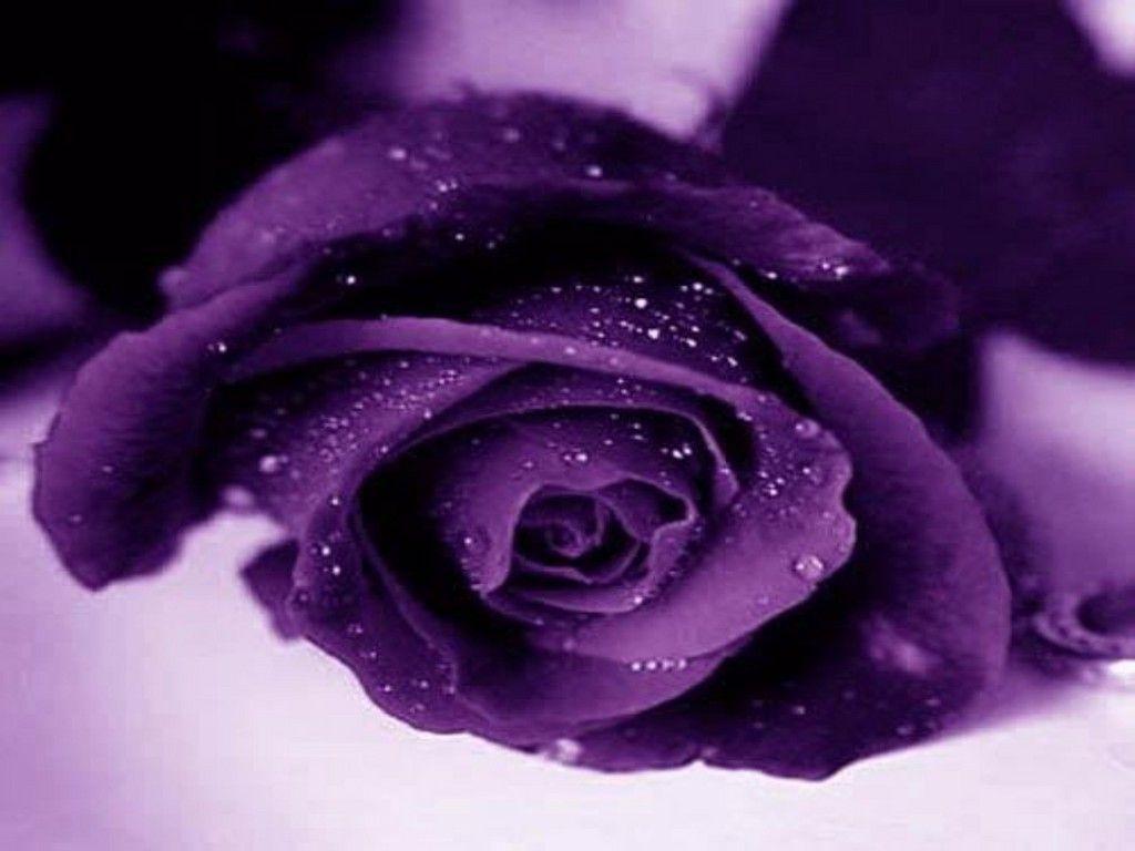 Purple Rose Wallpapers - Top Free Purple Rose Backgrounds - WallpaperAccess
