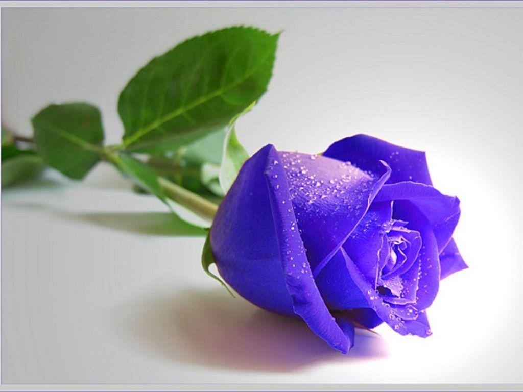 Purple Rose Wallpapers - Top Free Purple Rose Backgrounds - WallpaperAccess