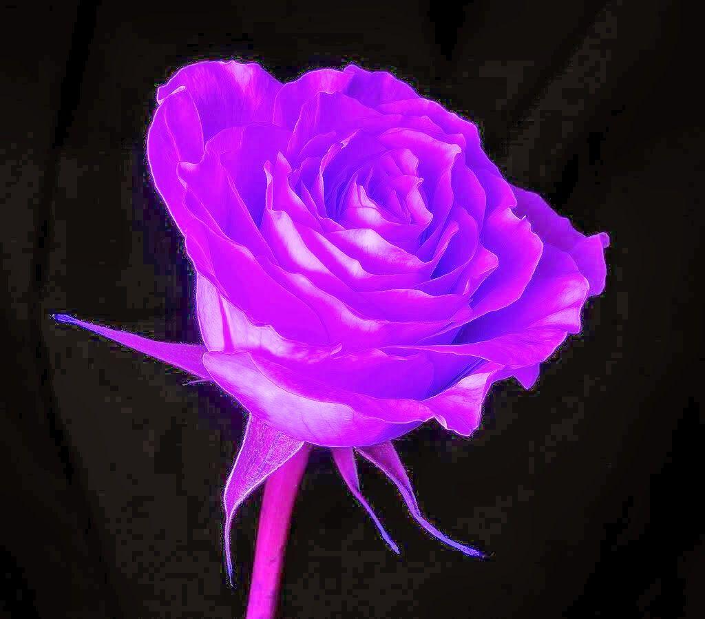 Purple Rose Wallpapers - Top Free Purple Rose Backgrounds - WallpaperAccess