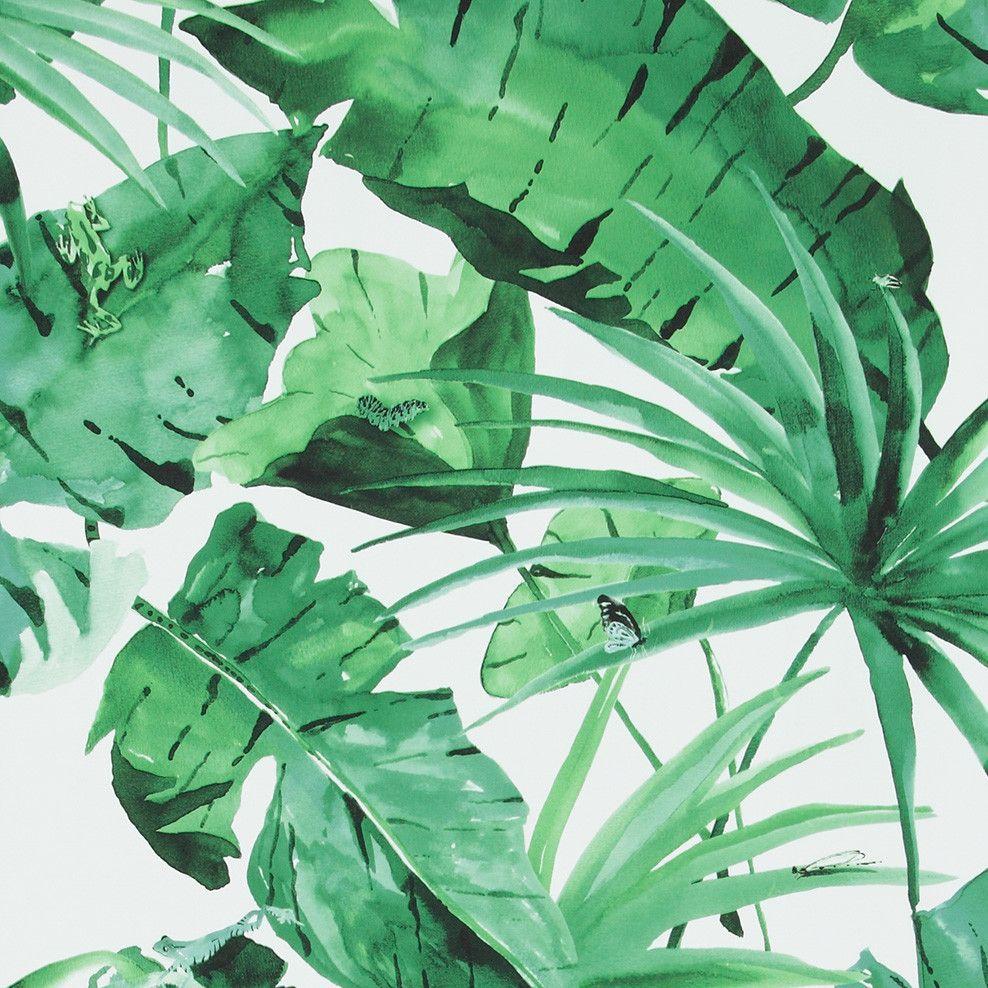 Tropical Leaf Wallpapers - Top Free Tropical Leaf Backgrounds - WallpaperAccess