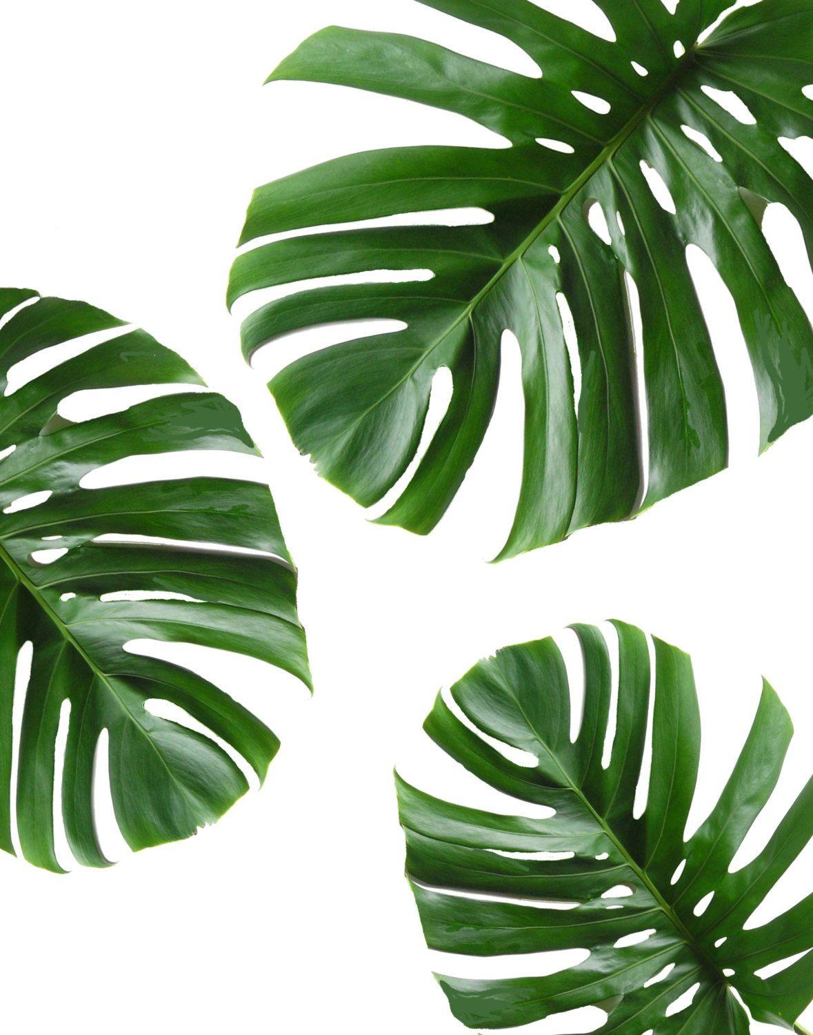 Tropical Leaf Wallpapers - Top Free Tropical Leaf Backgrounds - WallpaperAccess