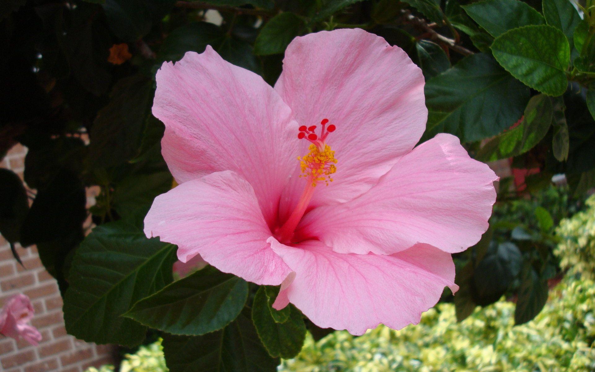 Tropical Flowers Wallpapers - Top Free Tropical Flowers Backgrounds ...