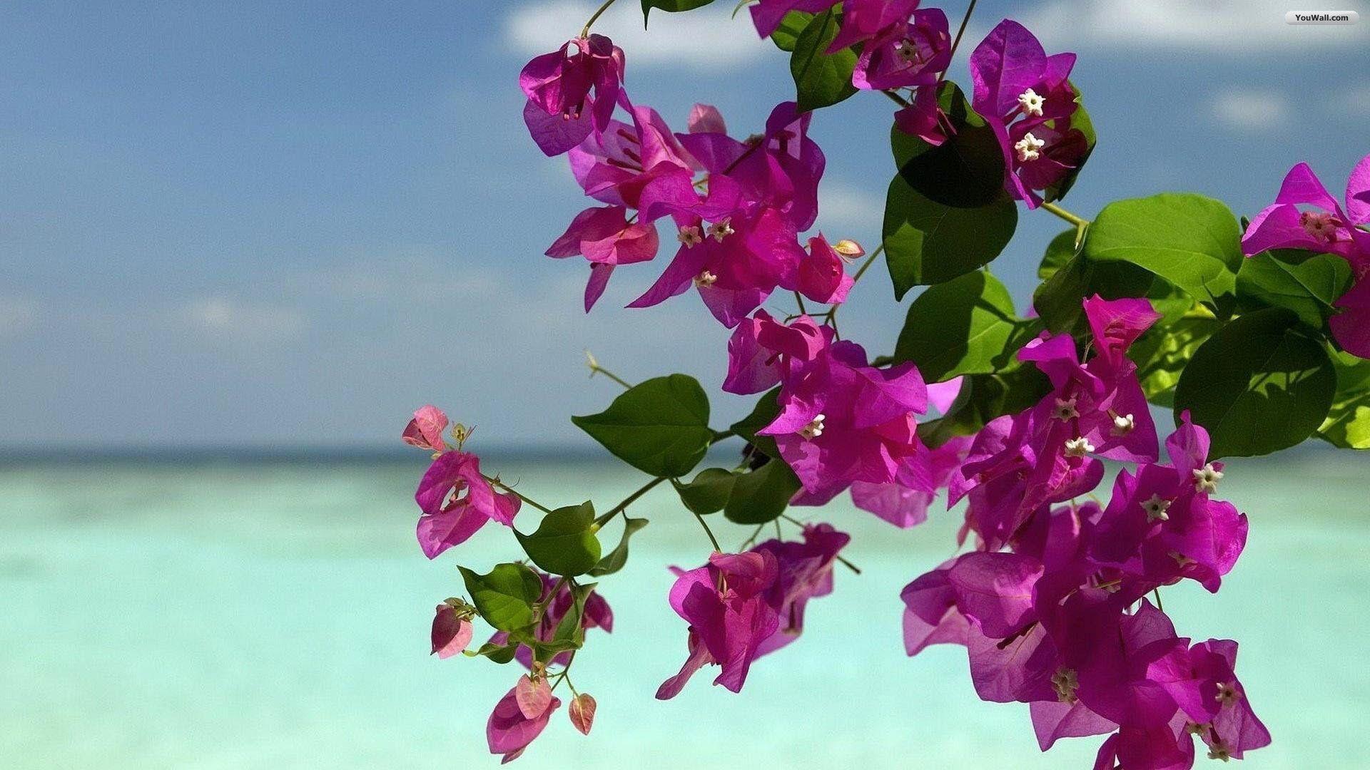 Tropical Flowers Desktop Wallpapers - Top Free Tropical Flowers Desktop ...