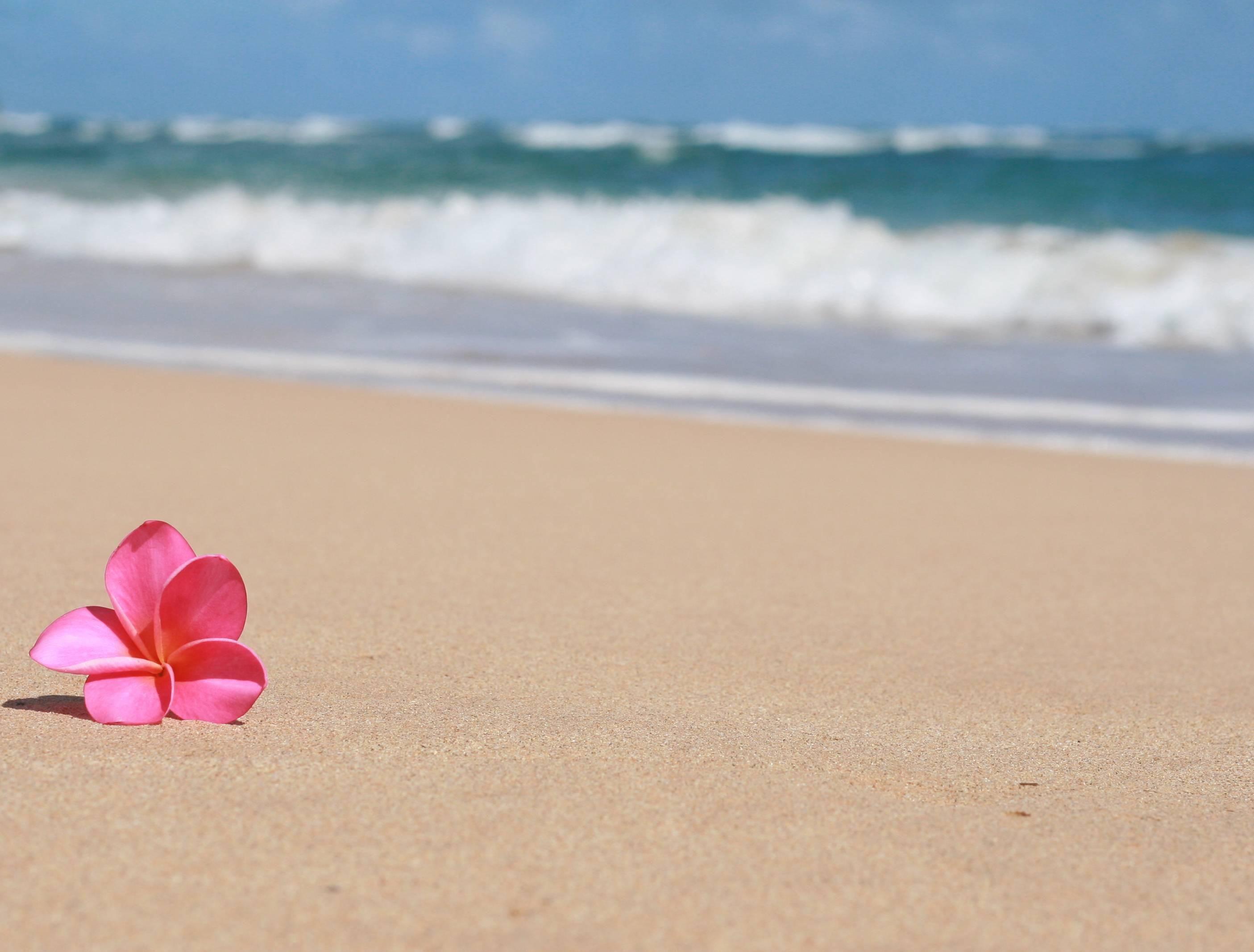 Beach Flowers Desktop Wallpapers - Top Free Beach Flowers Desktop ...