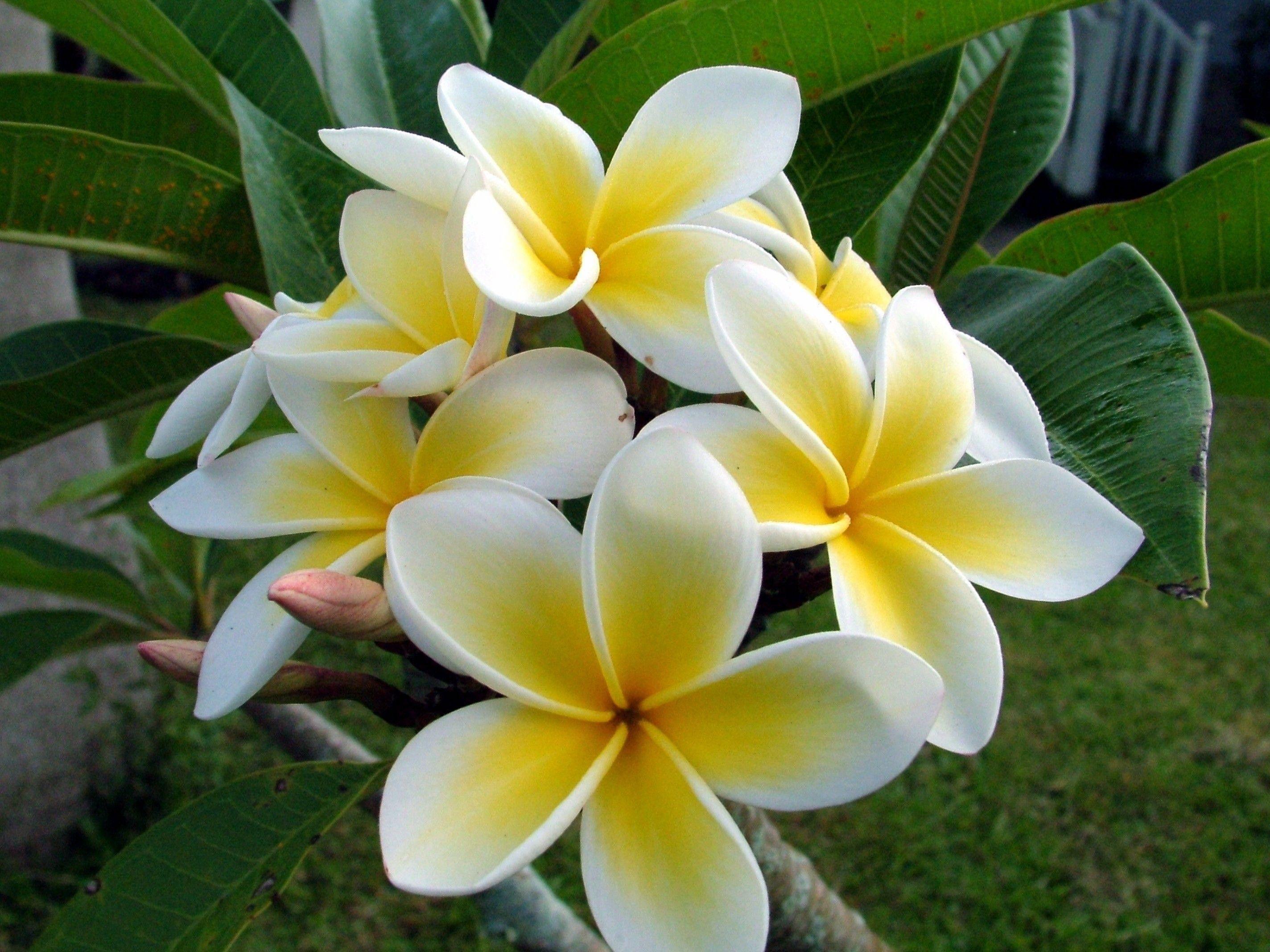 Hawaiian Flowers Wallpapers - Top Free Hawaiian Flowers Backgrounds ...