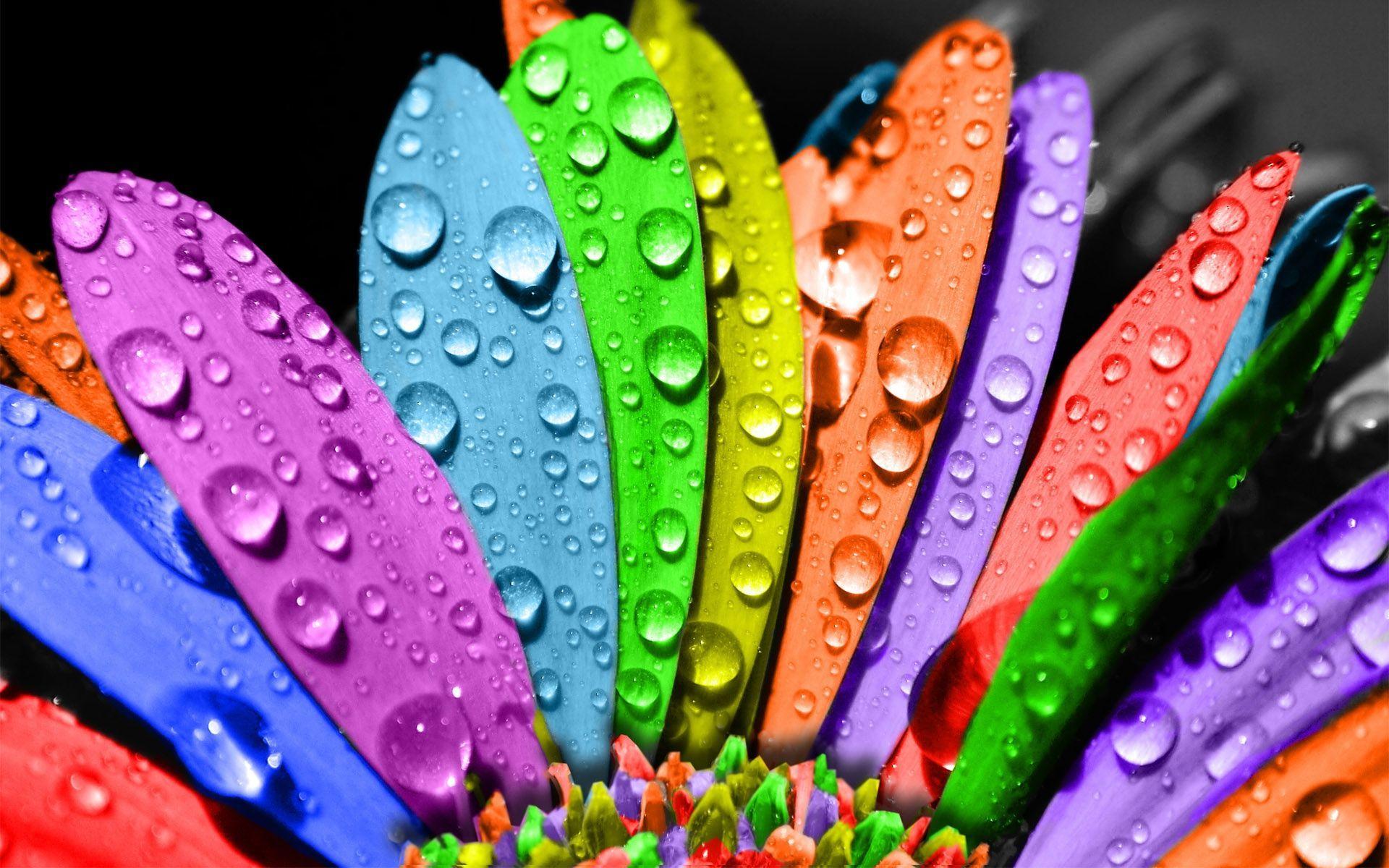 Rainbow Flowers Wallpapers - Top Free Rainbow Flowers Backgrounds ...
