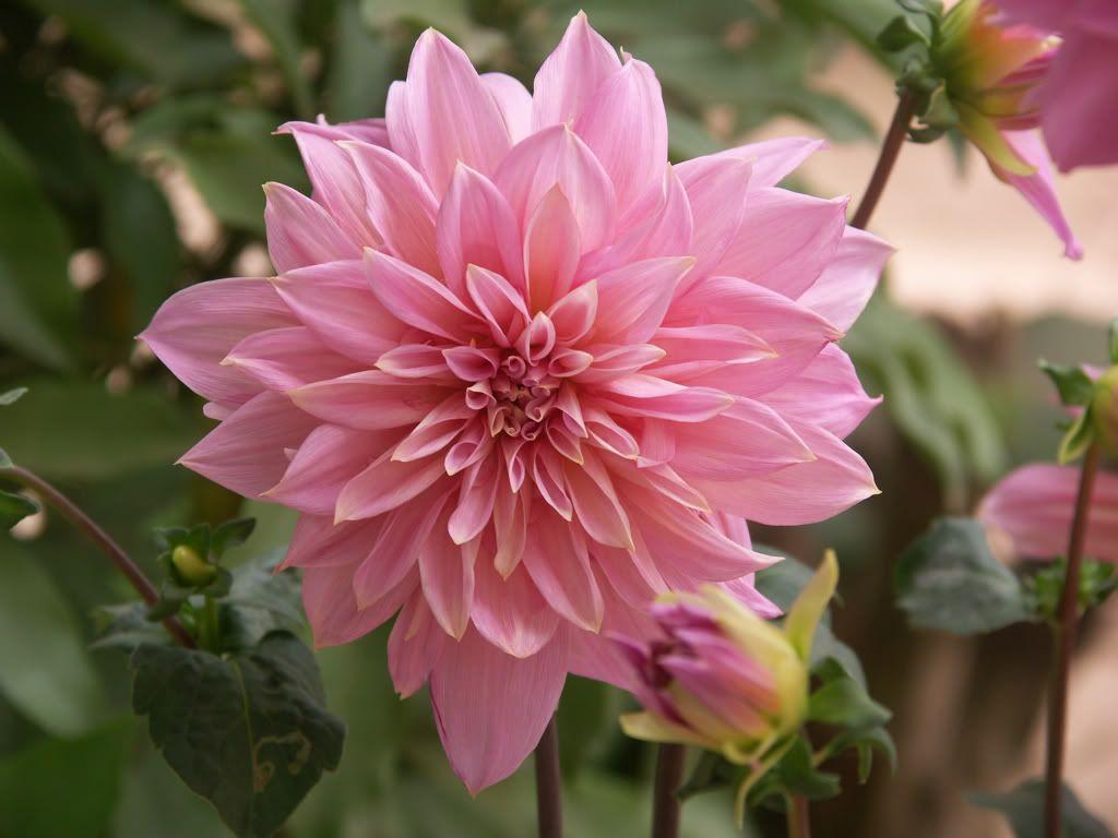 Tropical Flowers Tumblr Wallpapers - Top Free Tropical Flowers Tumblr ...