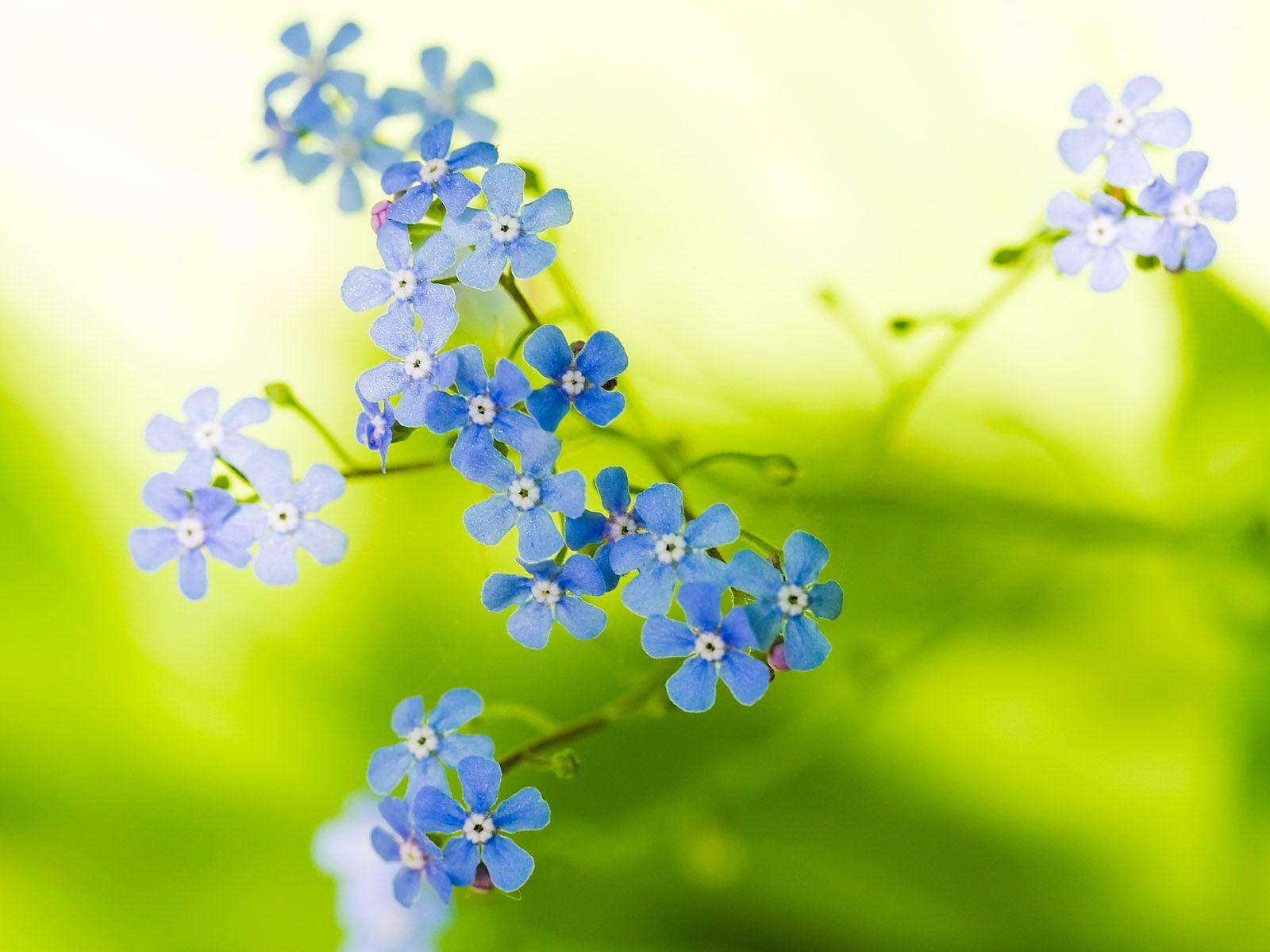 Most Beautiful Flowers HD Wallpapers - Top Free Most Beautiful Flowers ...