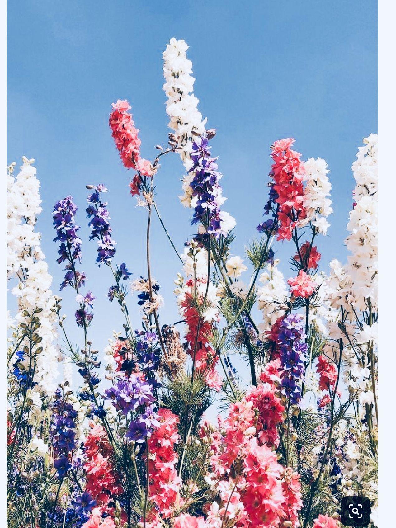 Ocean Flowers Wallpapers - Top Free Ocean Flowers Backgrounds ...