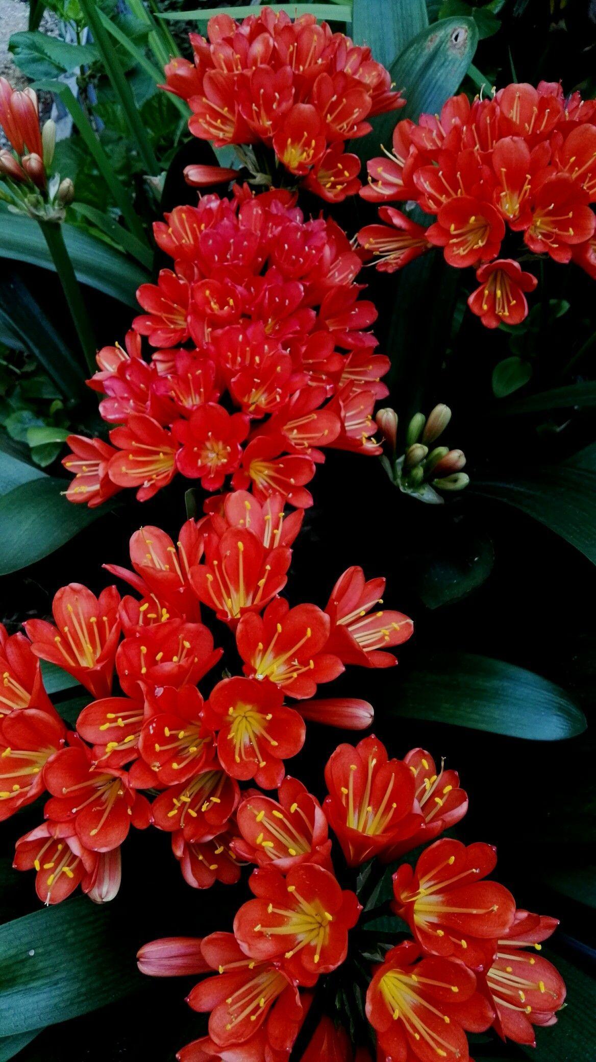 Tropical Flowers Tumblr Wallpapers - Top Free Tropical Flowers Tumblr ...