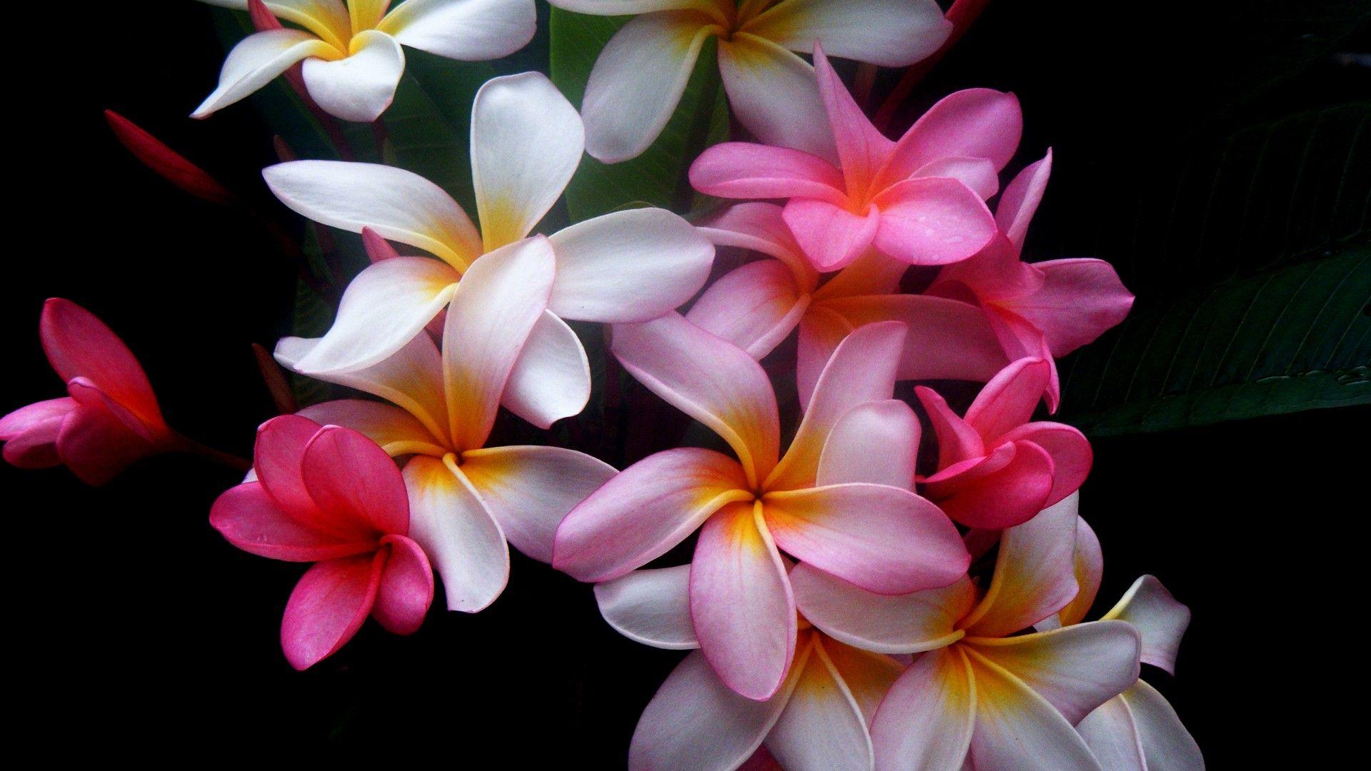 Most Beautiful Flowers HD Wallpapers - Top Free Most Beautiful Flowers ...