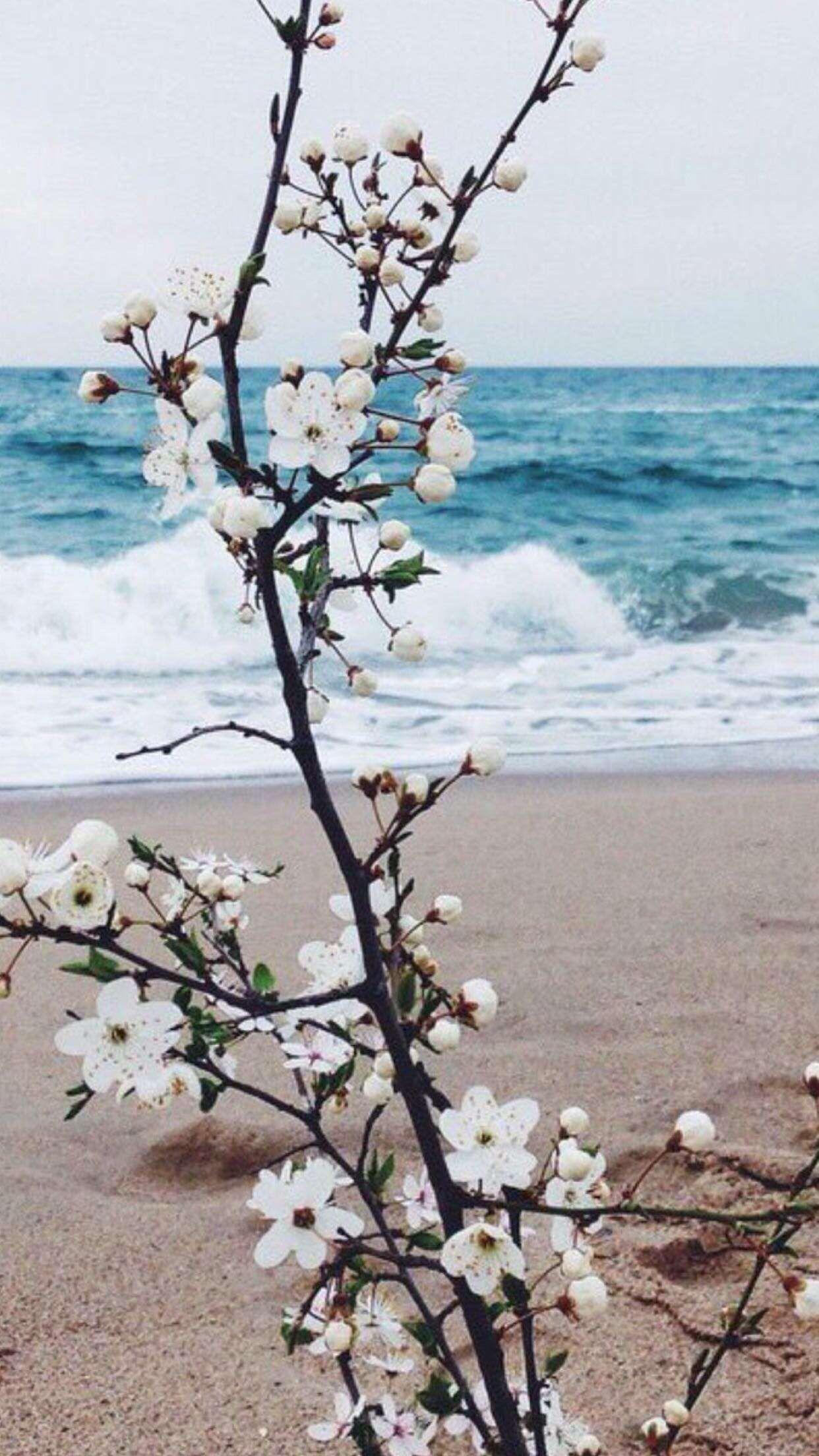 Ocean Flowers Wallpapers - Top Free Ocean Flowers Backgrounds ...