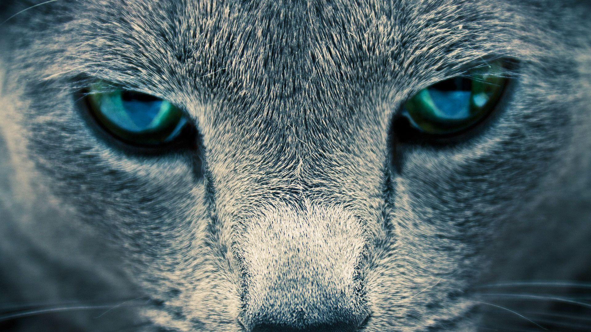 Beautiful Desktop Animal Wallpapers - Top Free Beautiful Desktop Animal ...